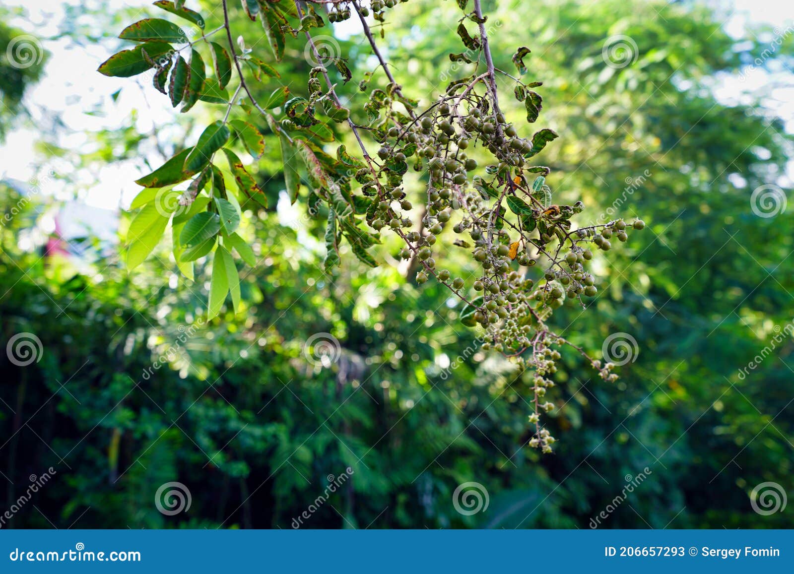 A Branch of a Tree with Small Fruits Stock Image - Image of outdoor ...