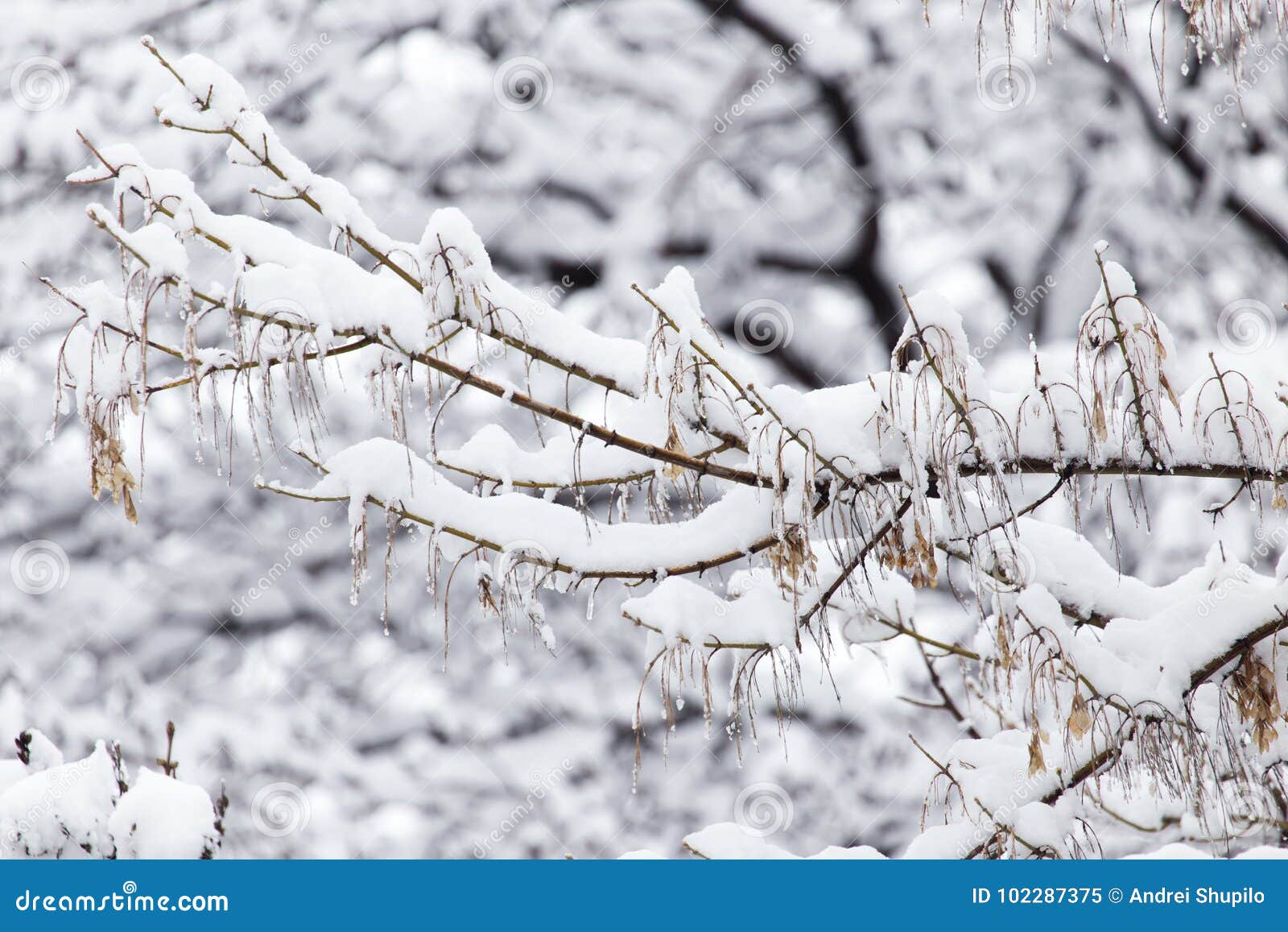 Branch of a Tree in the Snow in the Winter Stock Image - Image of ...