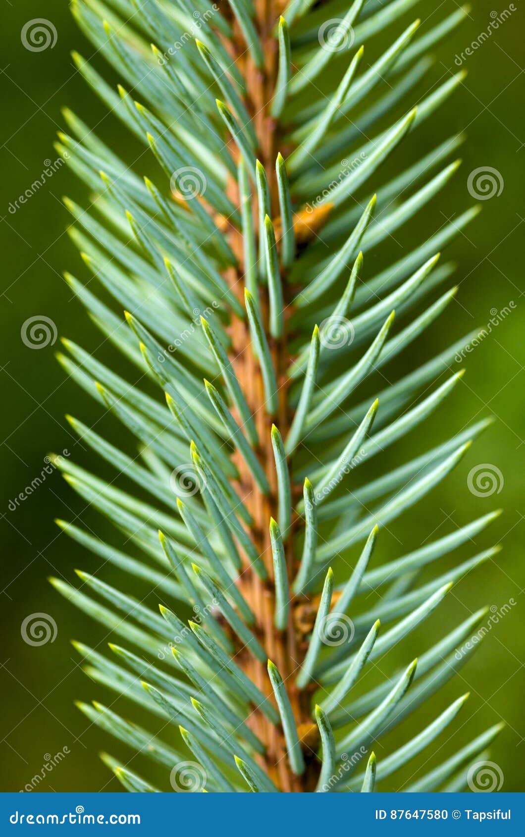 Branch of tree stock photo. Image of branch, spike, vertical - 87647580
