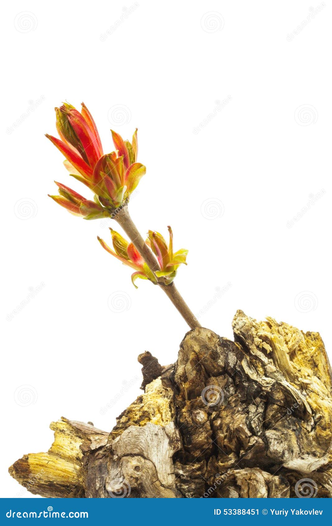 Branch on a tree stump stock image. Image of green, stumps - 53388451