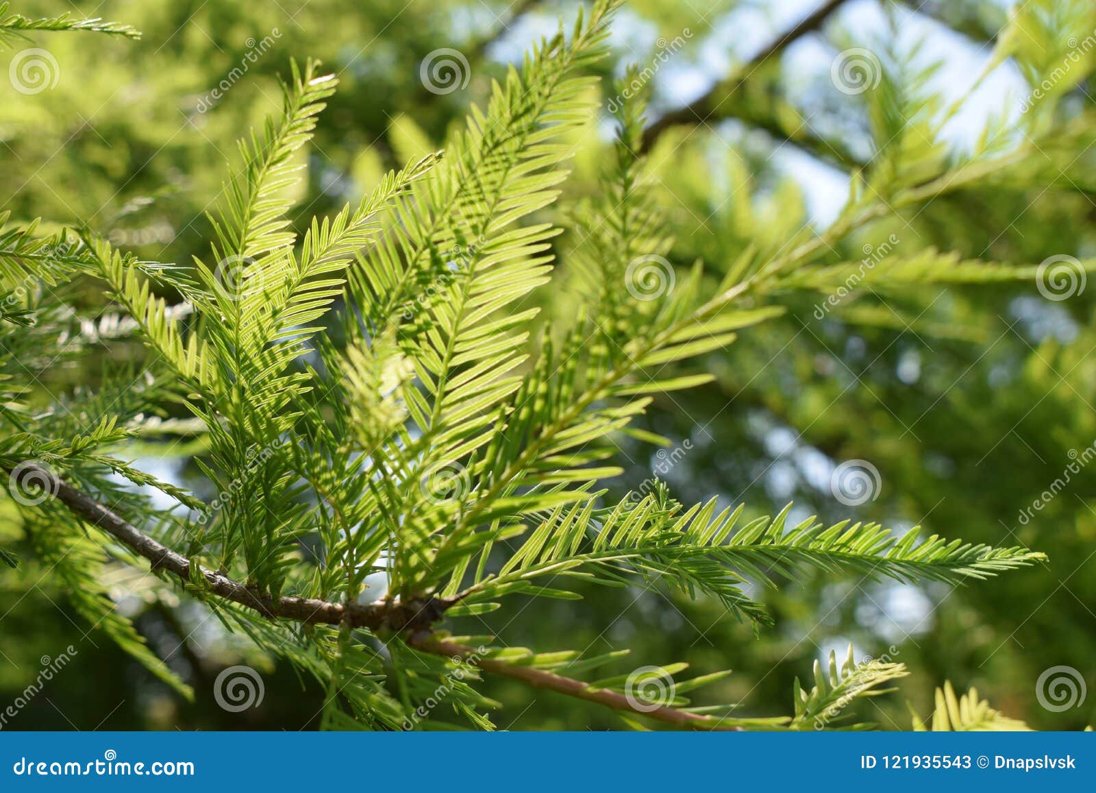 Green Branch of Tree Under Sun Rays Stock Image - Image of summer ...