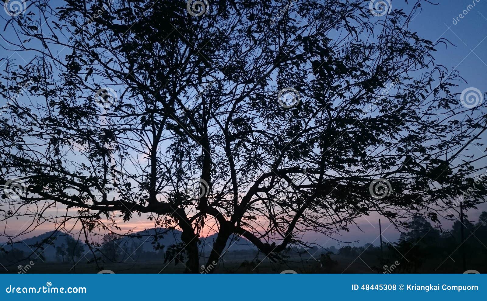 Branch of tree stock photo. Image of season, mountain - 48445308