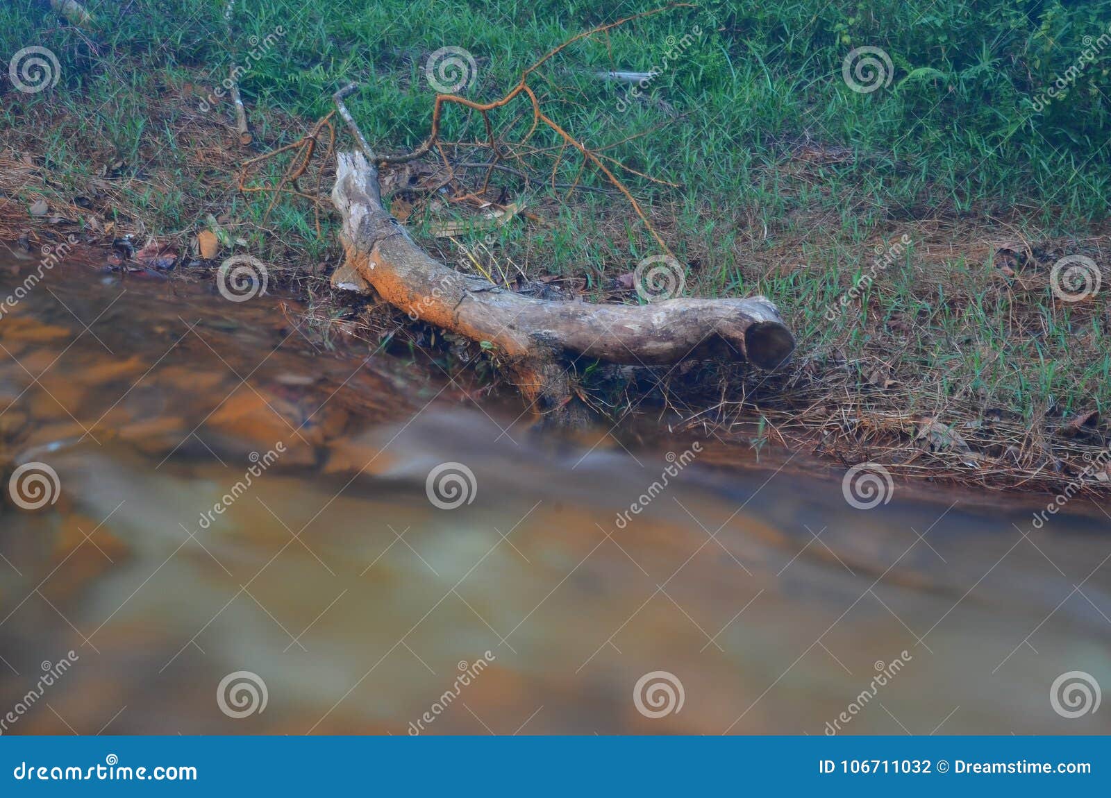 Branch of Tree with a Water Stream Stock Photo - Image of side, wood ...