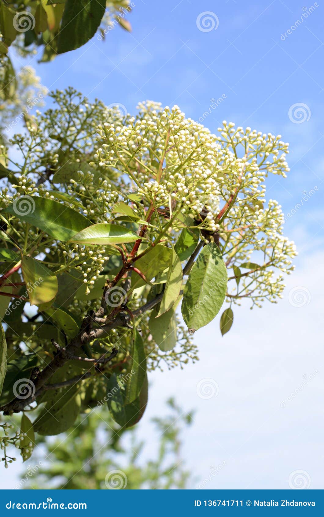 Branch Tree with White Buds Blue Sky Stock Image - Image of detail ...