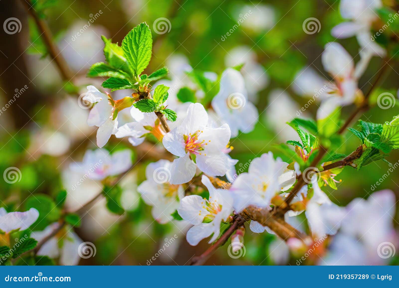 Branch of a Tree with White Flower Stock Image - Image of flowers ...
