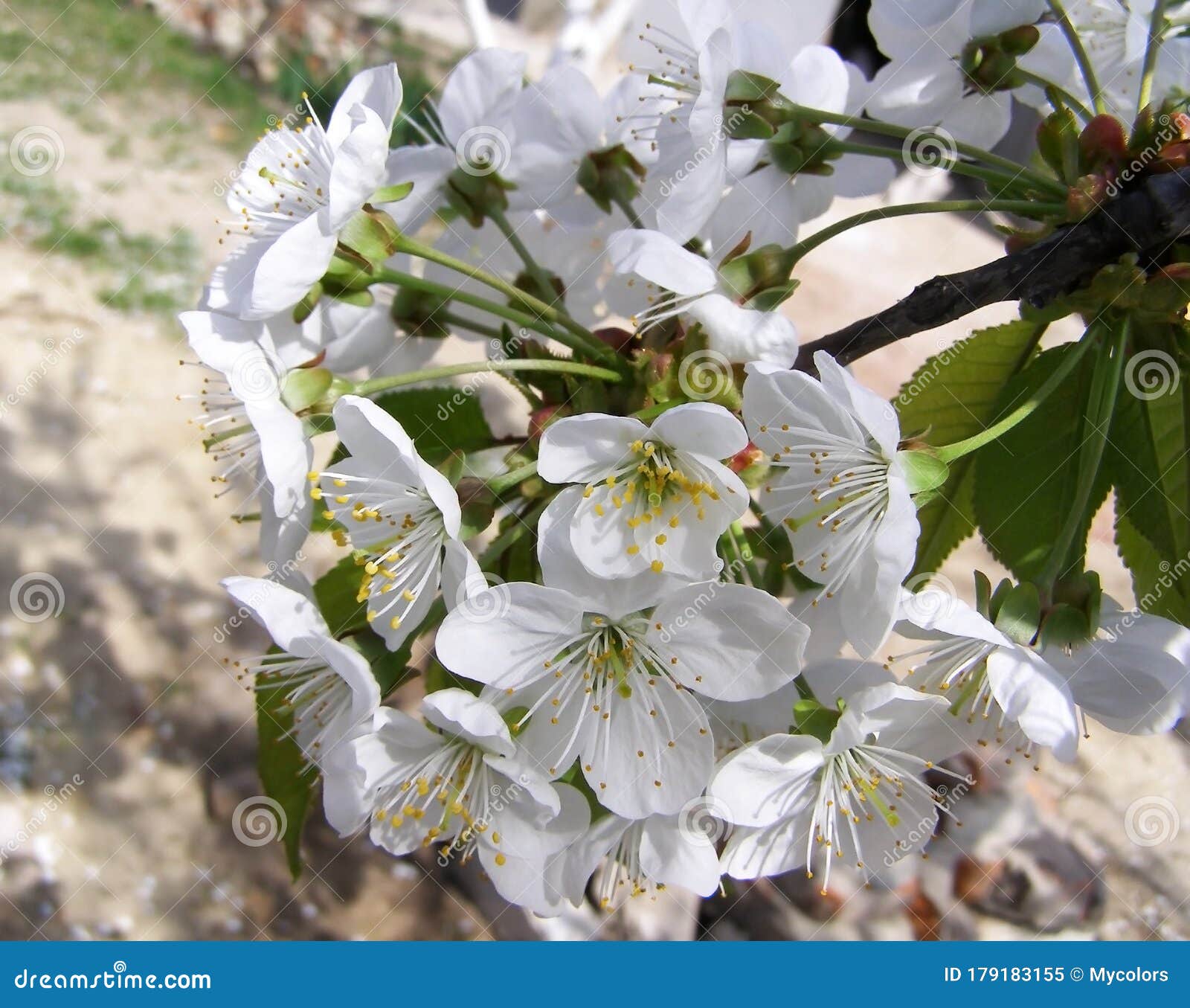 Branch of the Tree with White Flowers Stock Image - Image of blossom ...