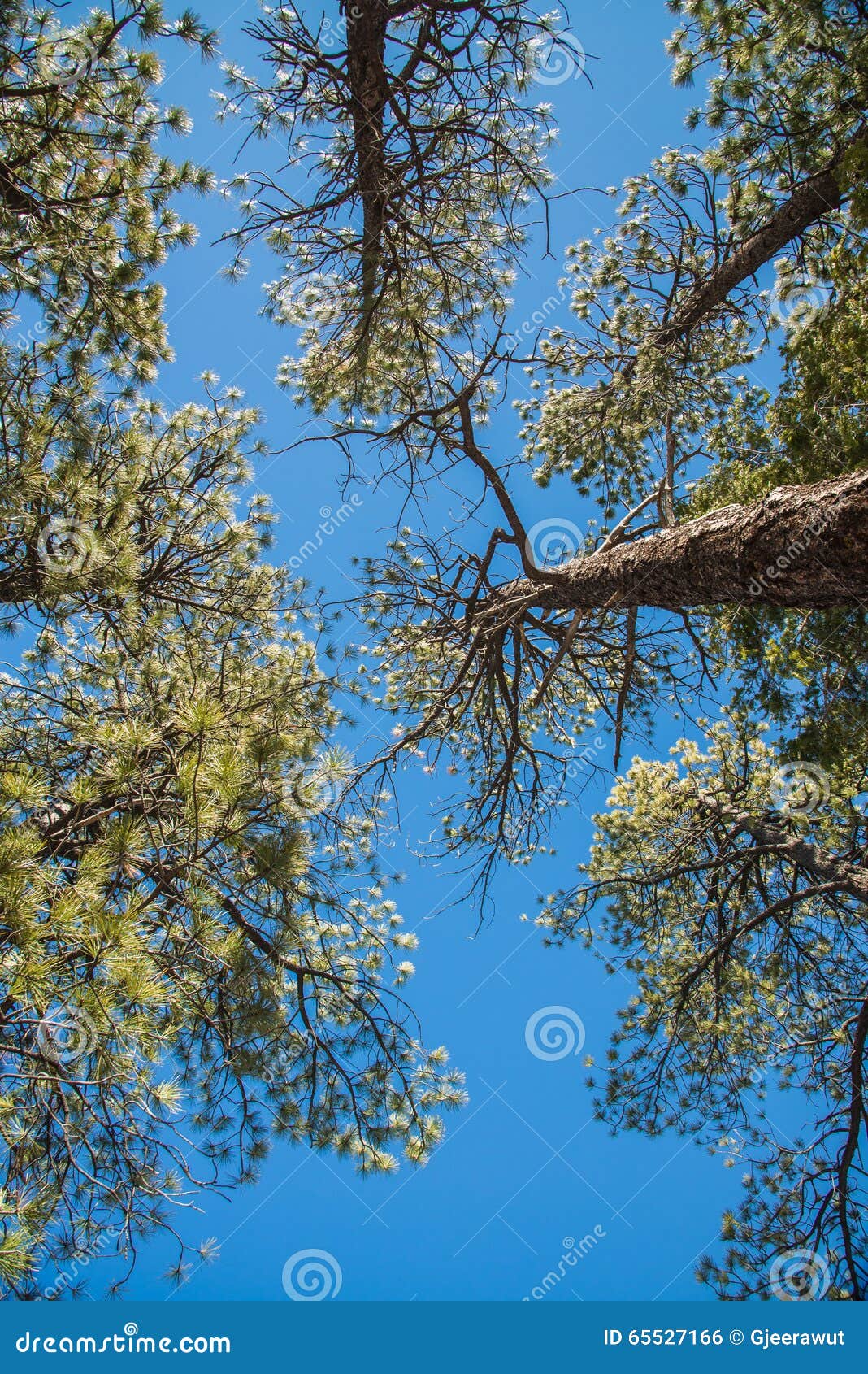 Branch Trees and Blue Sky in Elevation View Stock Photo - Image of ...