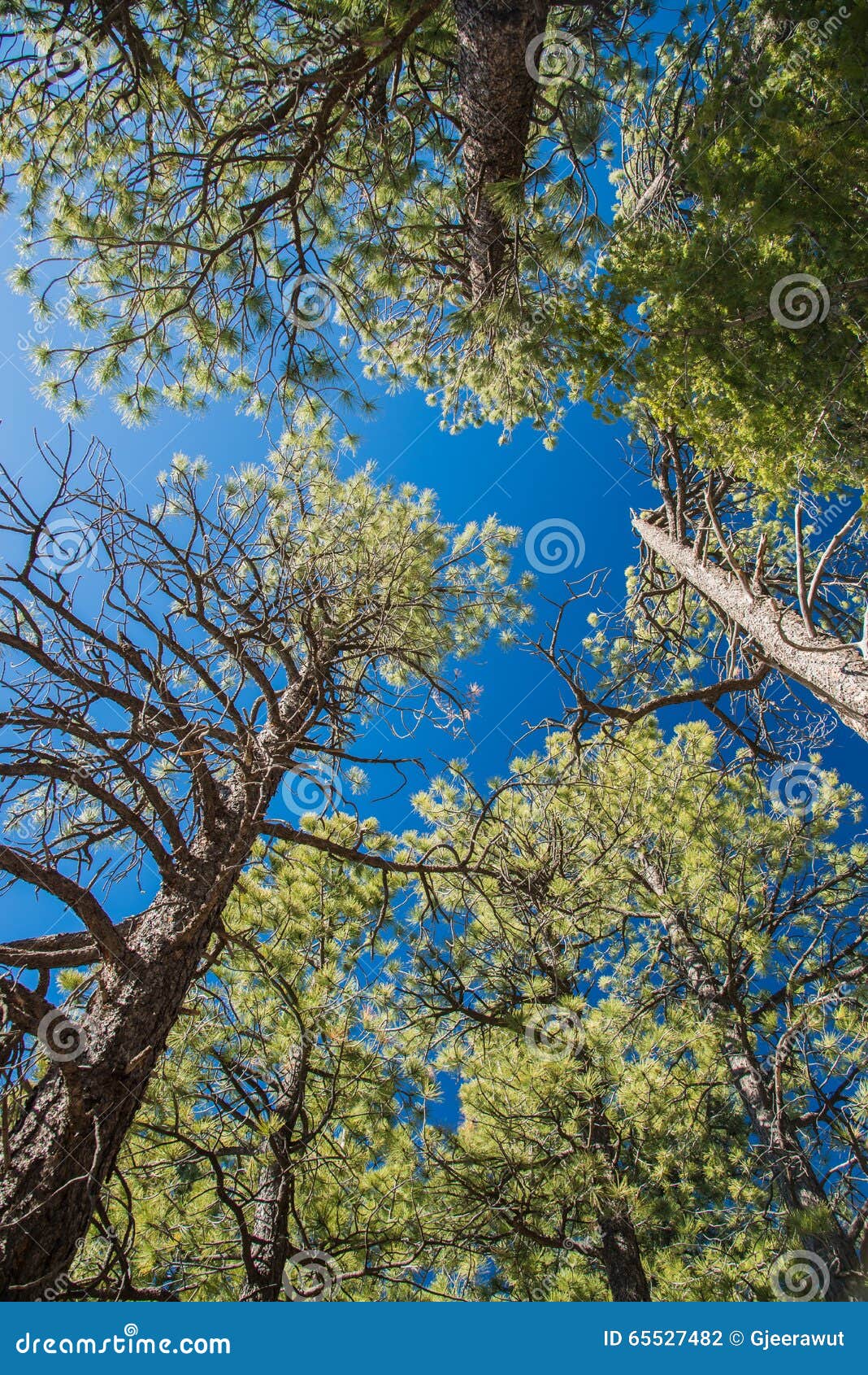 Branch Trees and Blue Sky in Elevation View Stock Photo - Image of ...