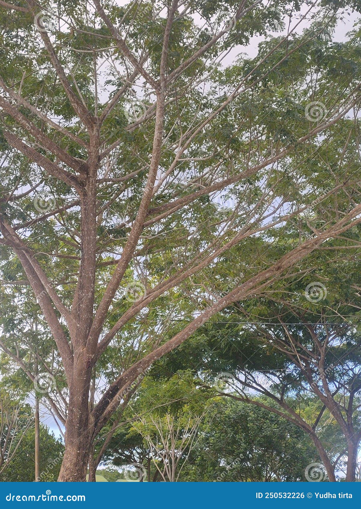 Trembesi Tree Or Sometimes Called As Samanea Saman Or Rain Tree Stock ...