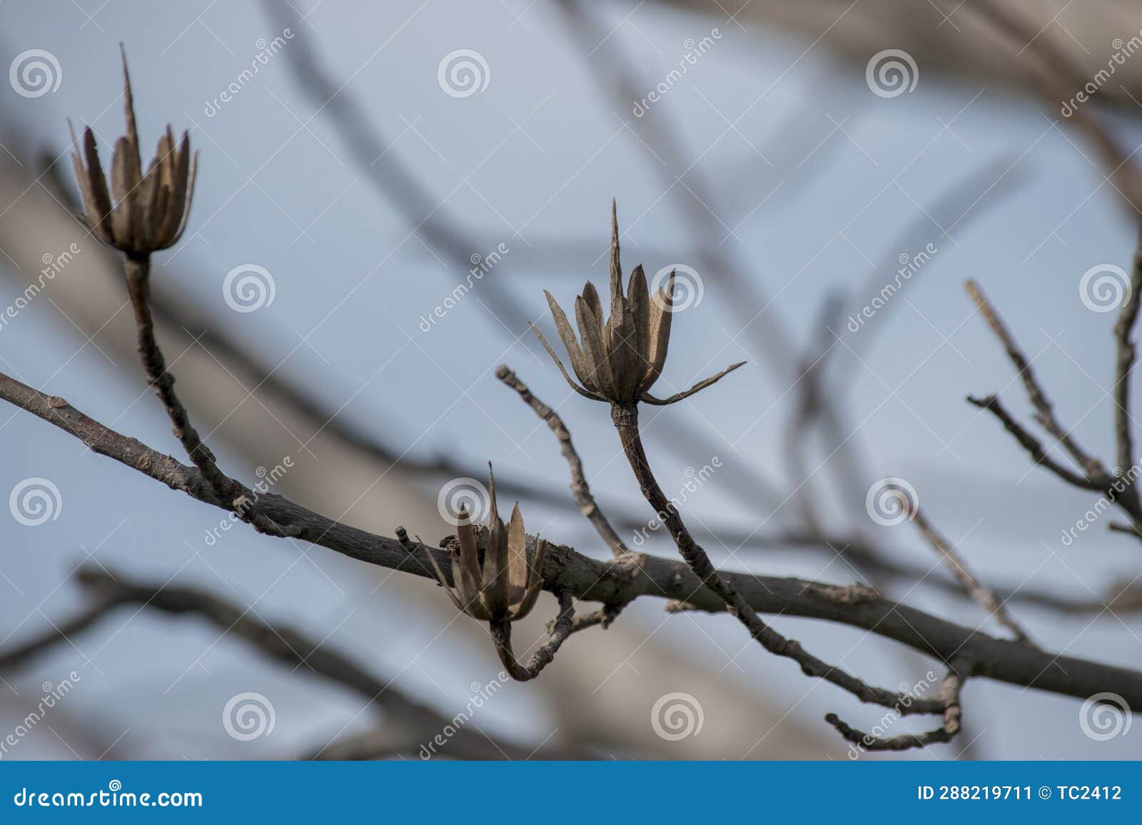 Branch of a Tulip Tree in Winter Stock Image - Image of botany, flora ...