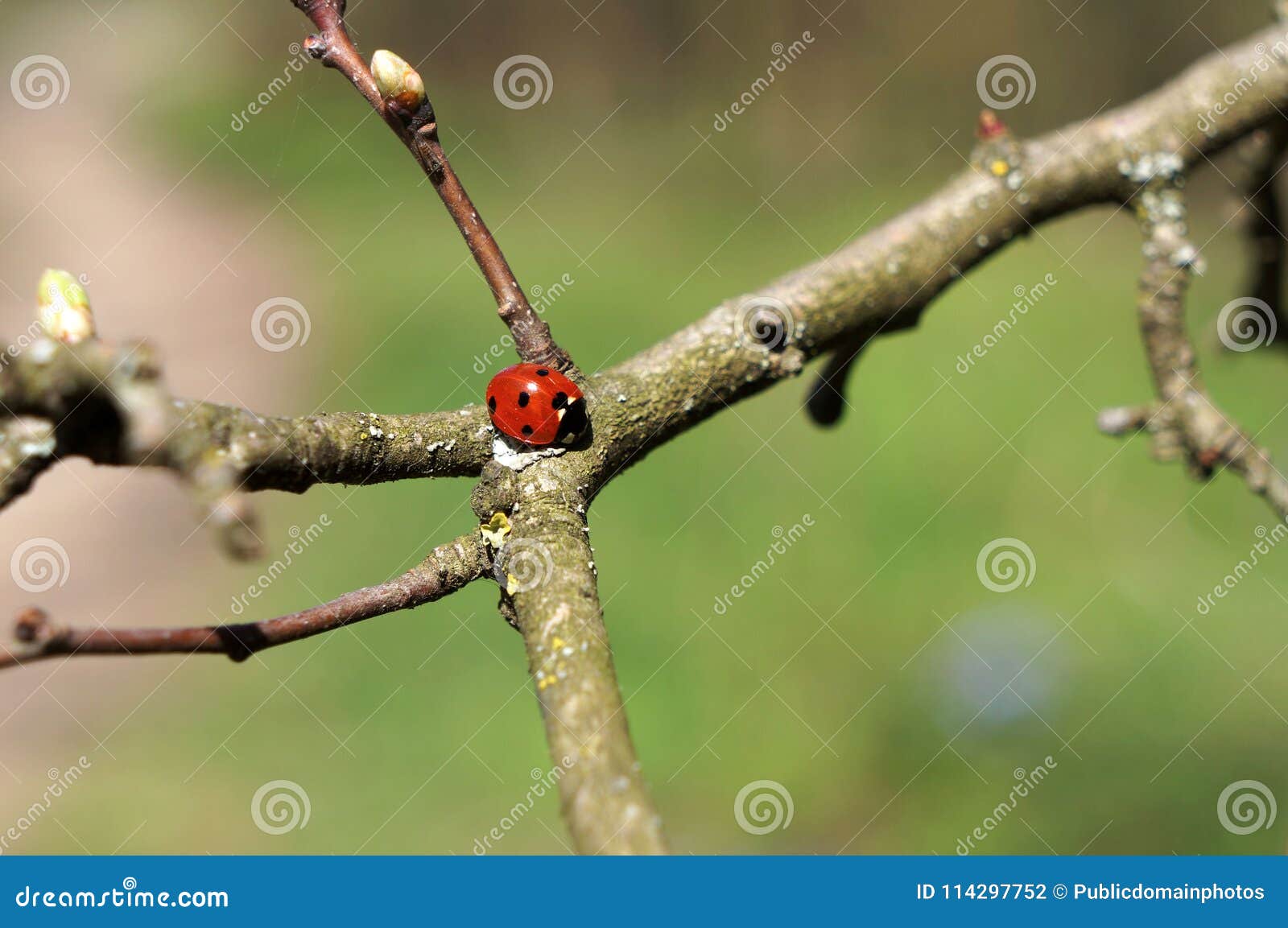 Branch, Twig, Tree, Plant Stem Picture. Image: 114297752