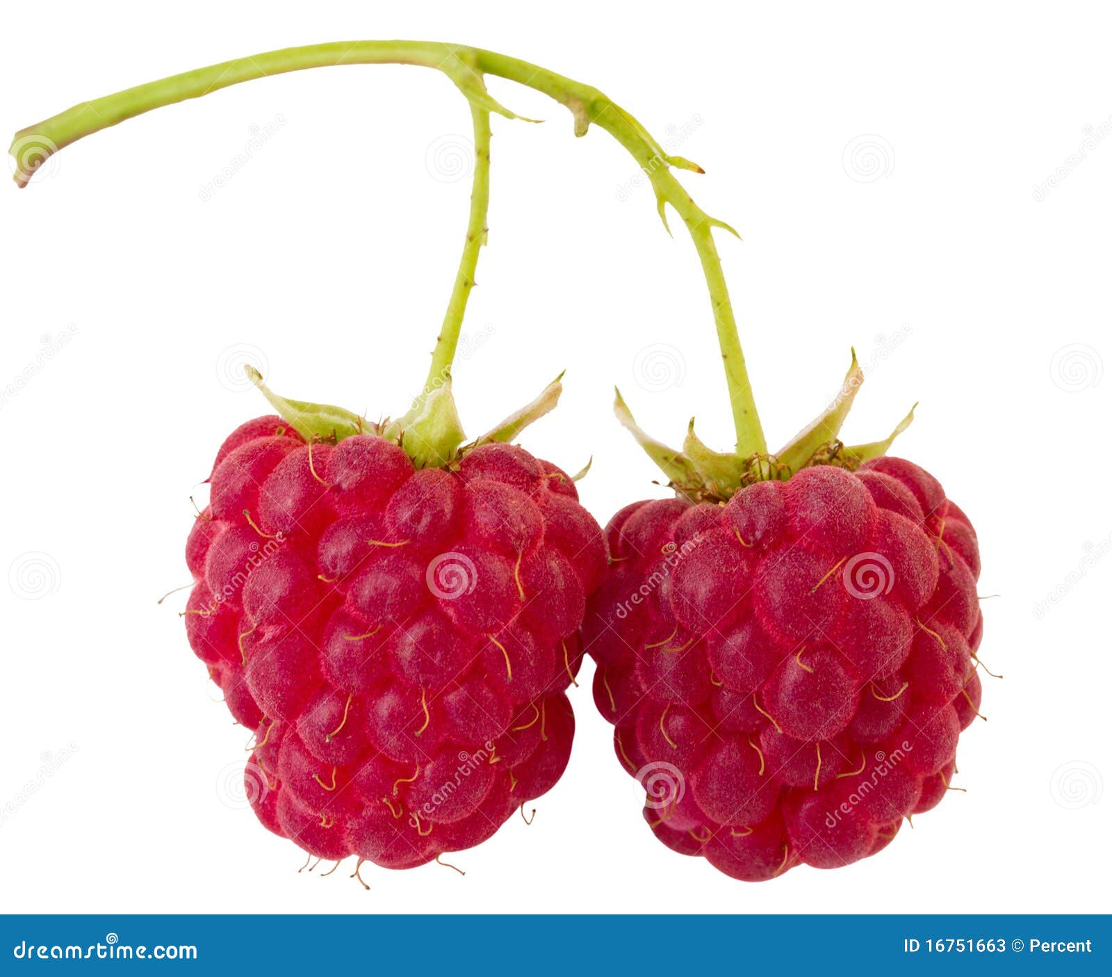 Branch of Two Ripe Raspberries Stock Image - Image of berry, isolated ...