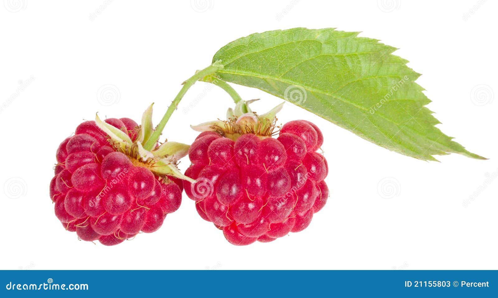 Branch of Two Ripe Raspberries Stock Image - Image of dessert, healthy ...