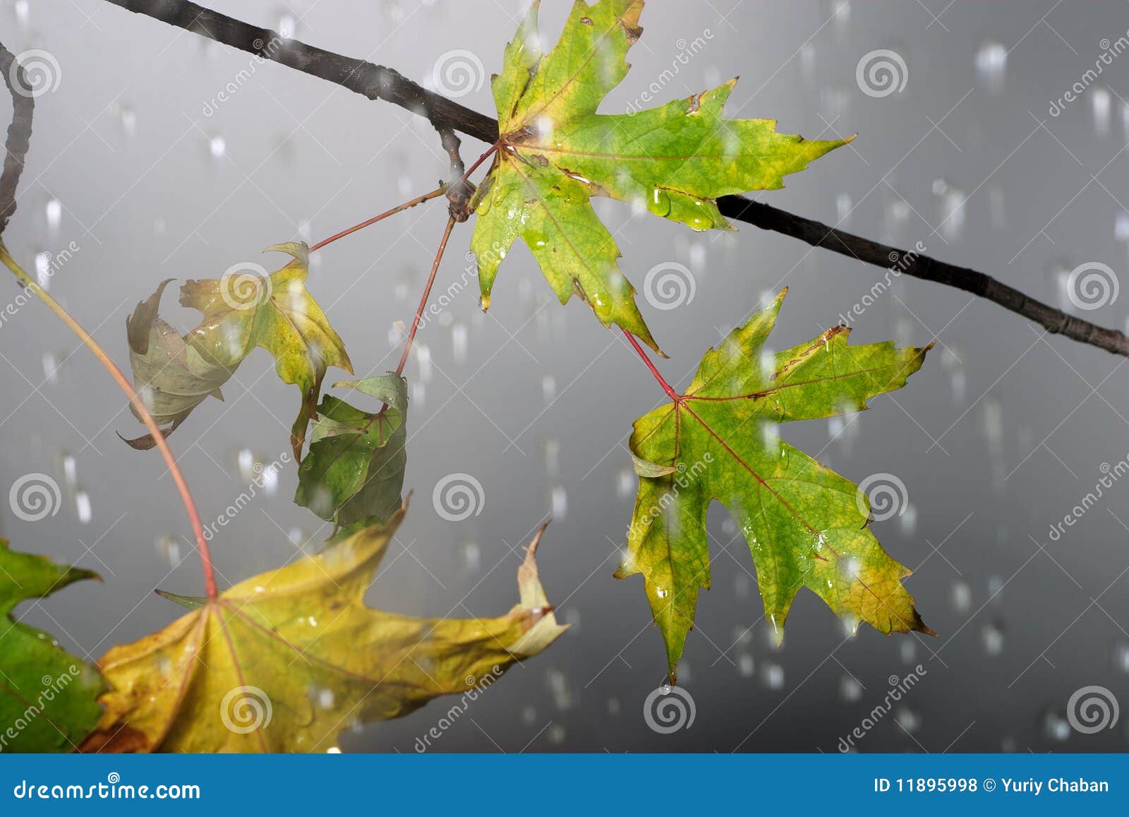 Branch under autumnal rain stock photo. Image of foliage - 11895998