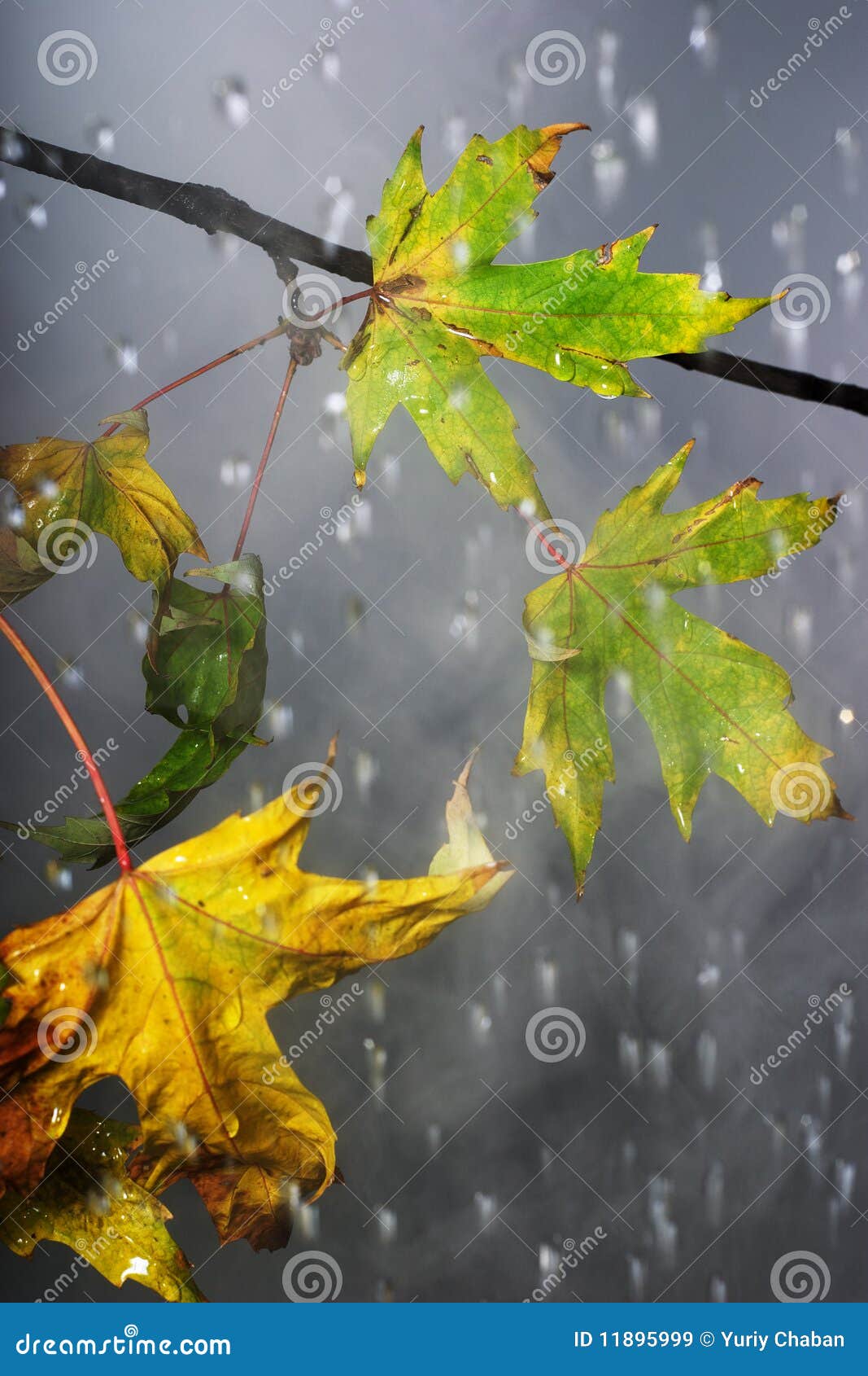 Branch under autumnal rain stock image. Image of foliage - 11895999