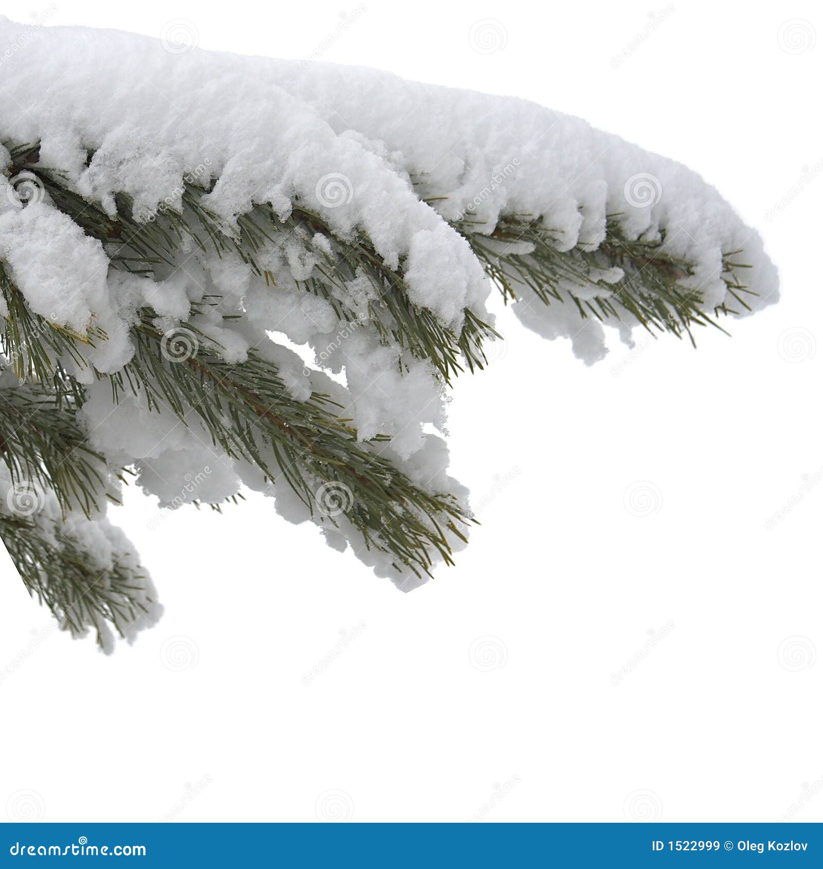 Branch under snow stock image. Image of decorative, season - 1522999