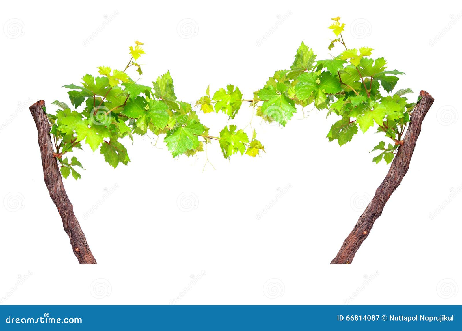 Branch of Vine Leaves Isolated on White Background Stock Image - Image ...