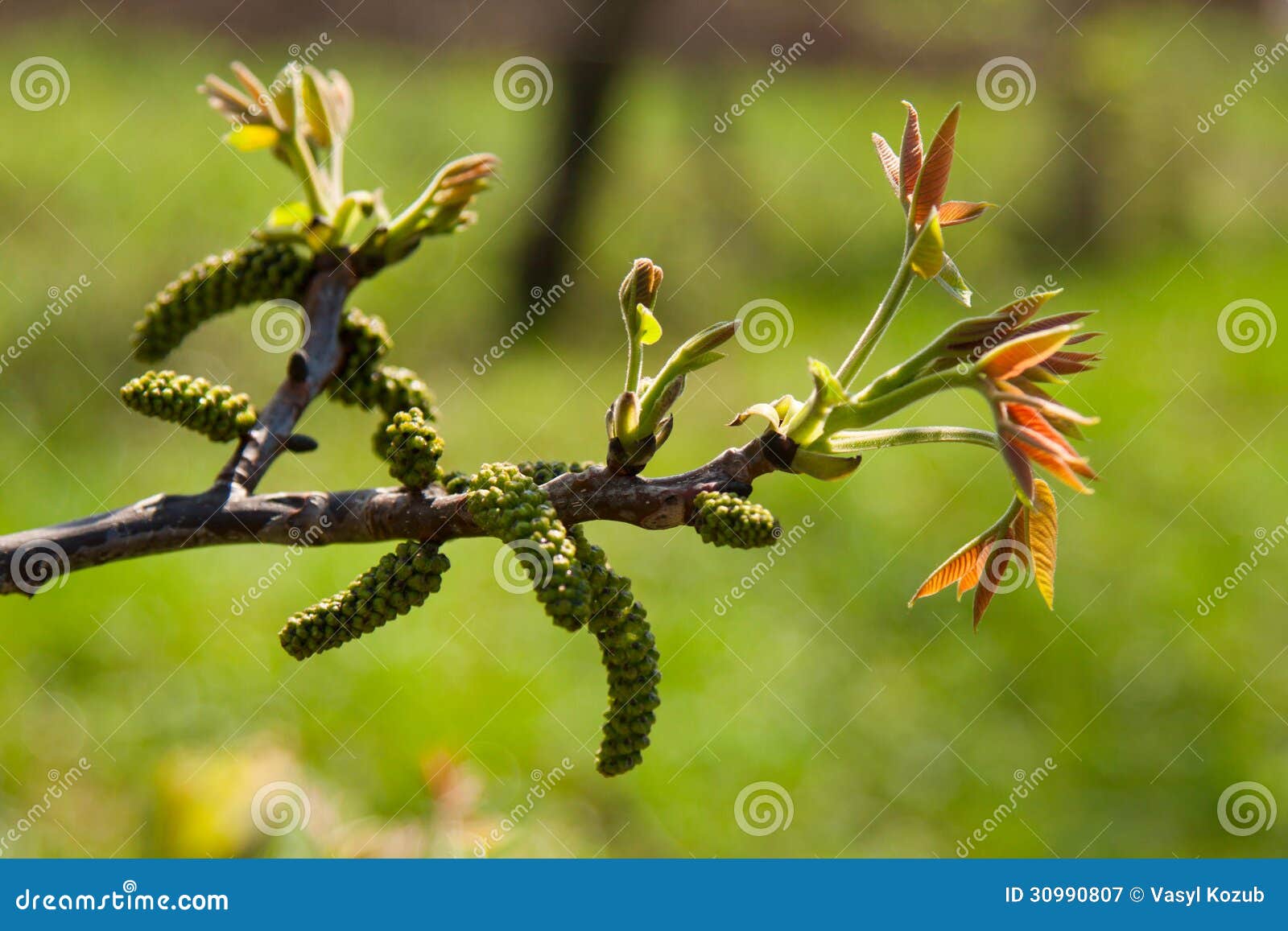 Branch of walnut stock image. Image of growth, details - 30990807