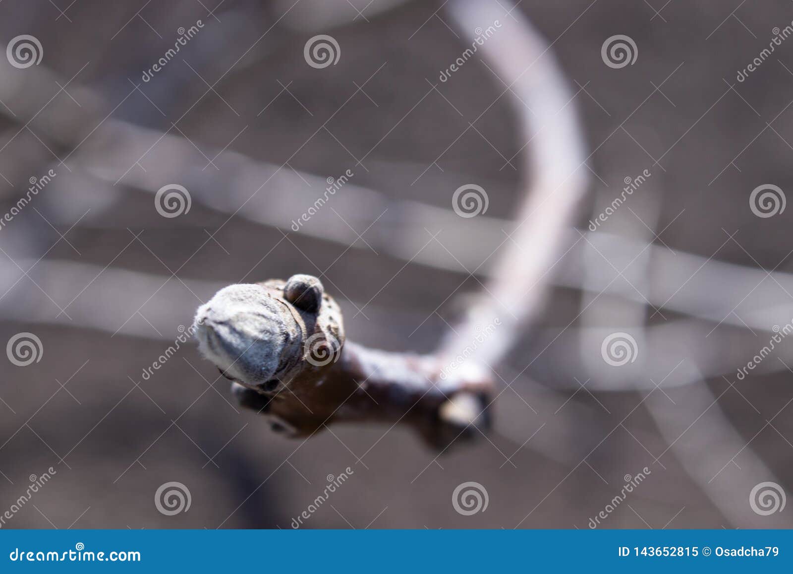 A Branch of a Walnut. the First Buds of a Walnut in the Spring Stock ...