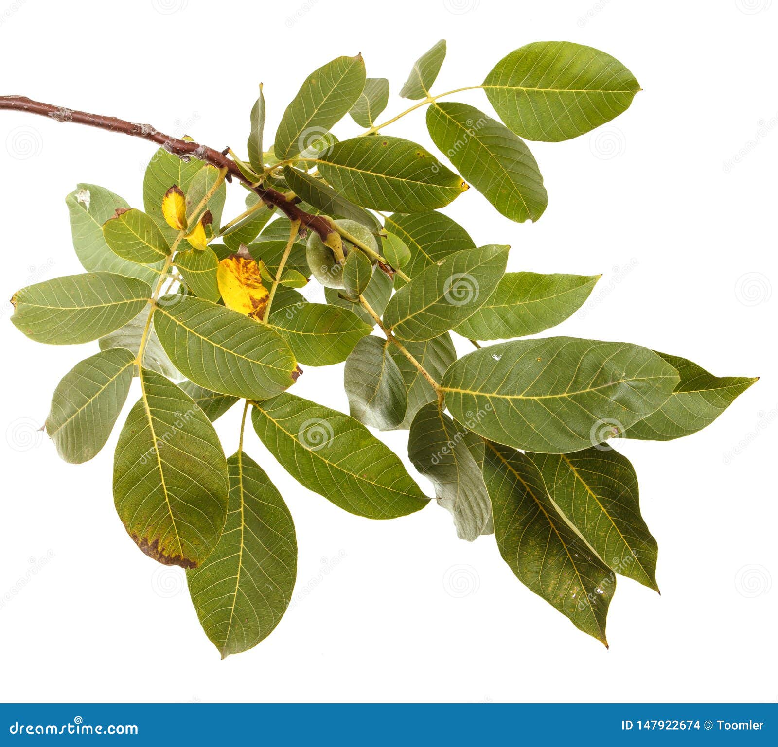 Branch of Walnut Isolated on White Stock Photo - Image of walnut ...