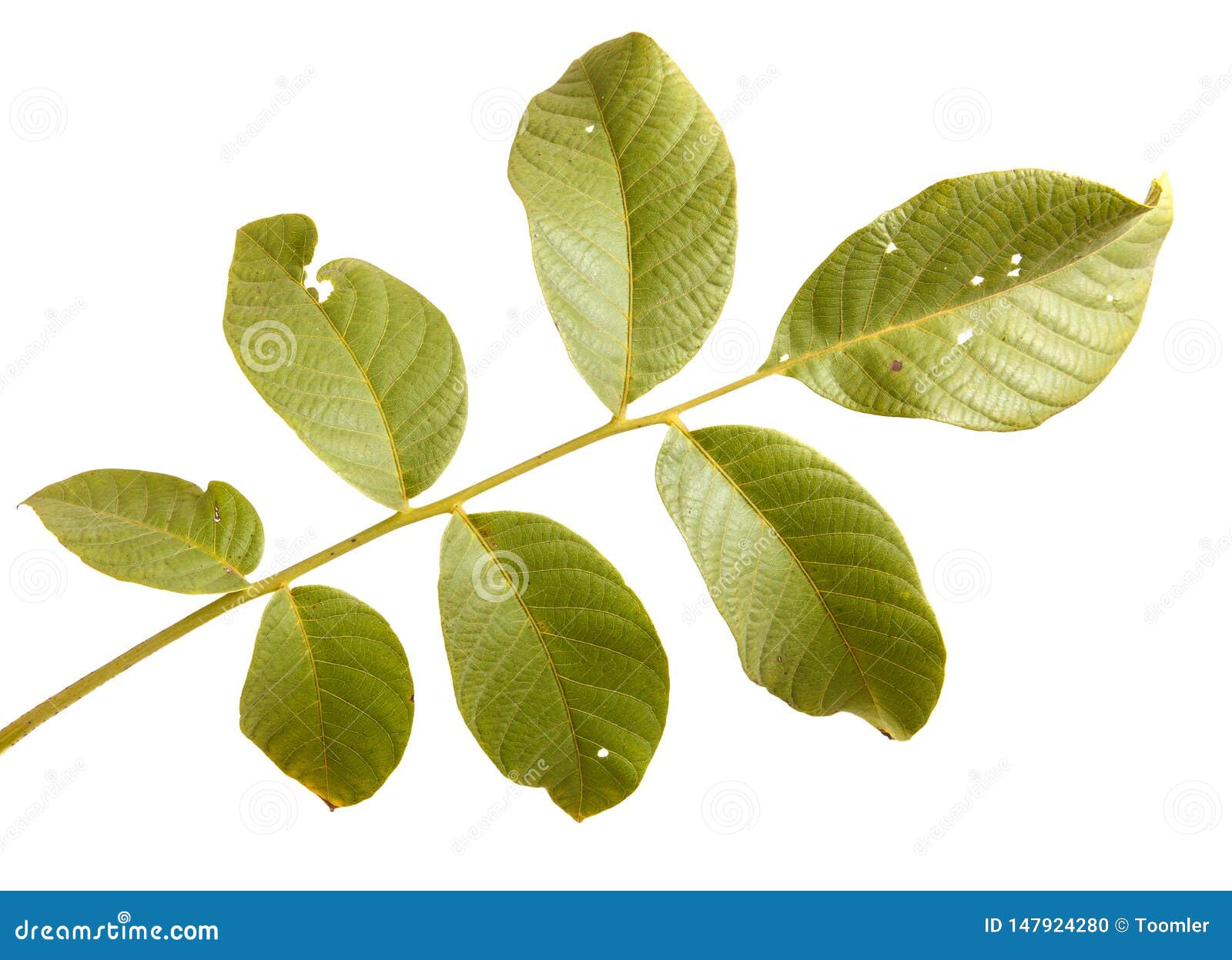 Branch of Walnut Isolated on White Stock Photo - Image of branch ...