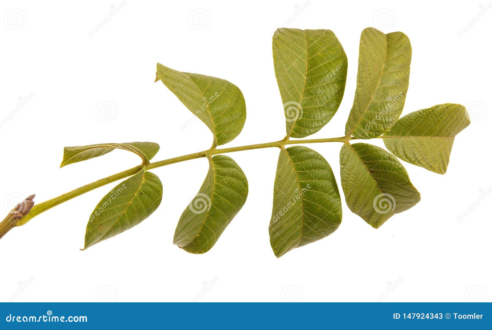 Branch of Walnut Isolated on White Stock Image - Image of harvest, tree ...