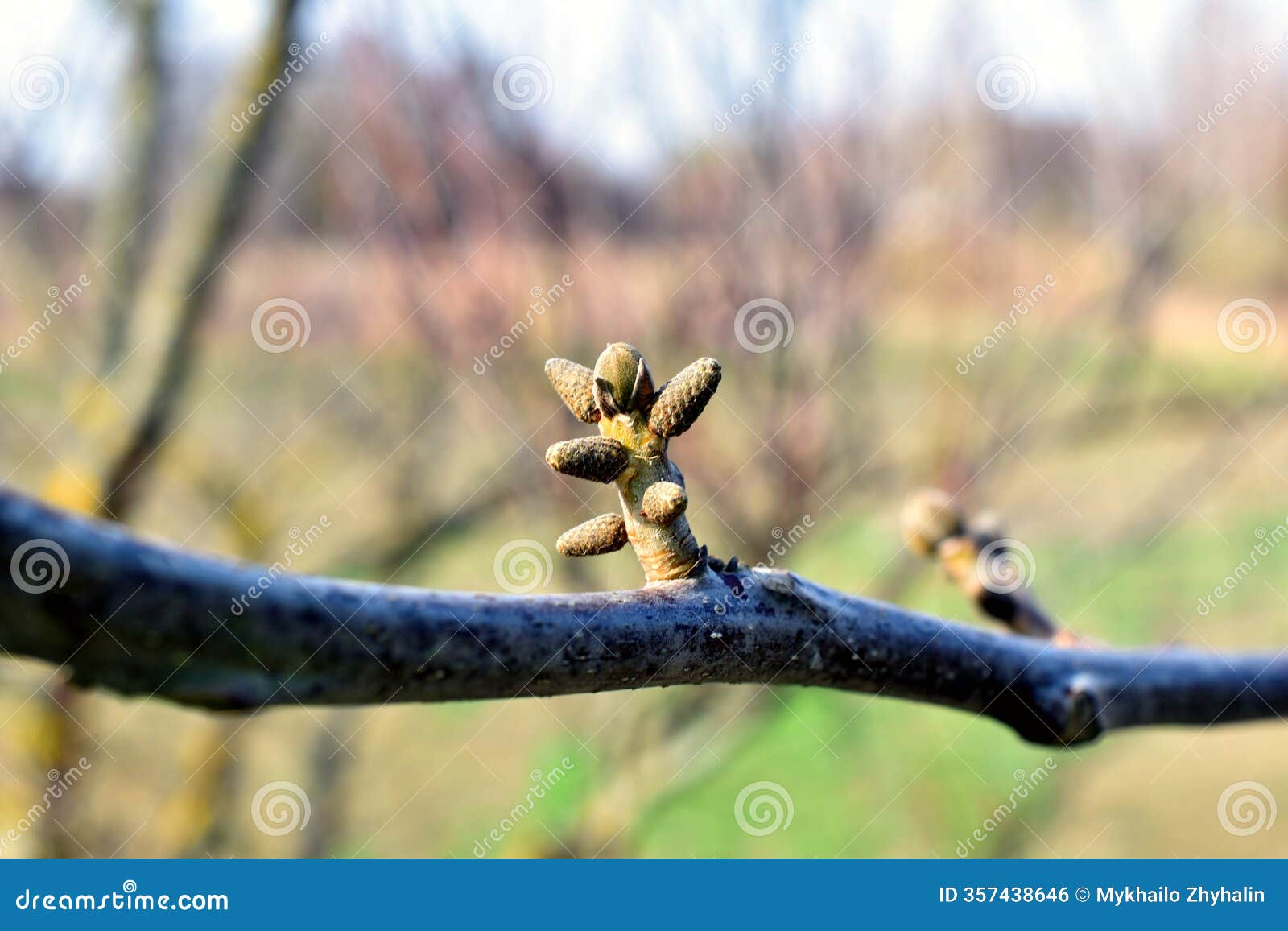 Branch of a Walnut Tree with the First Buds. Stock Photo - Image of ...