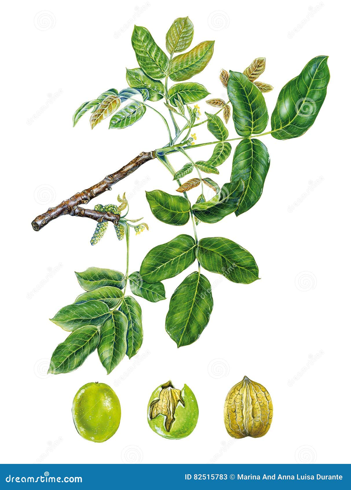 Royalty Free Images, Cartoons, Illustrations And Photos Designed By ...