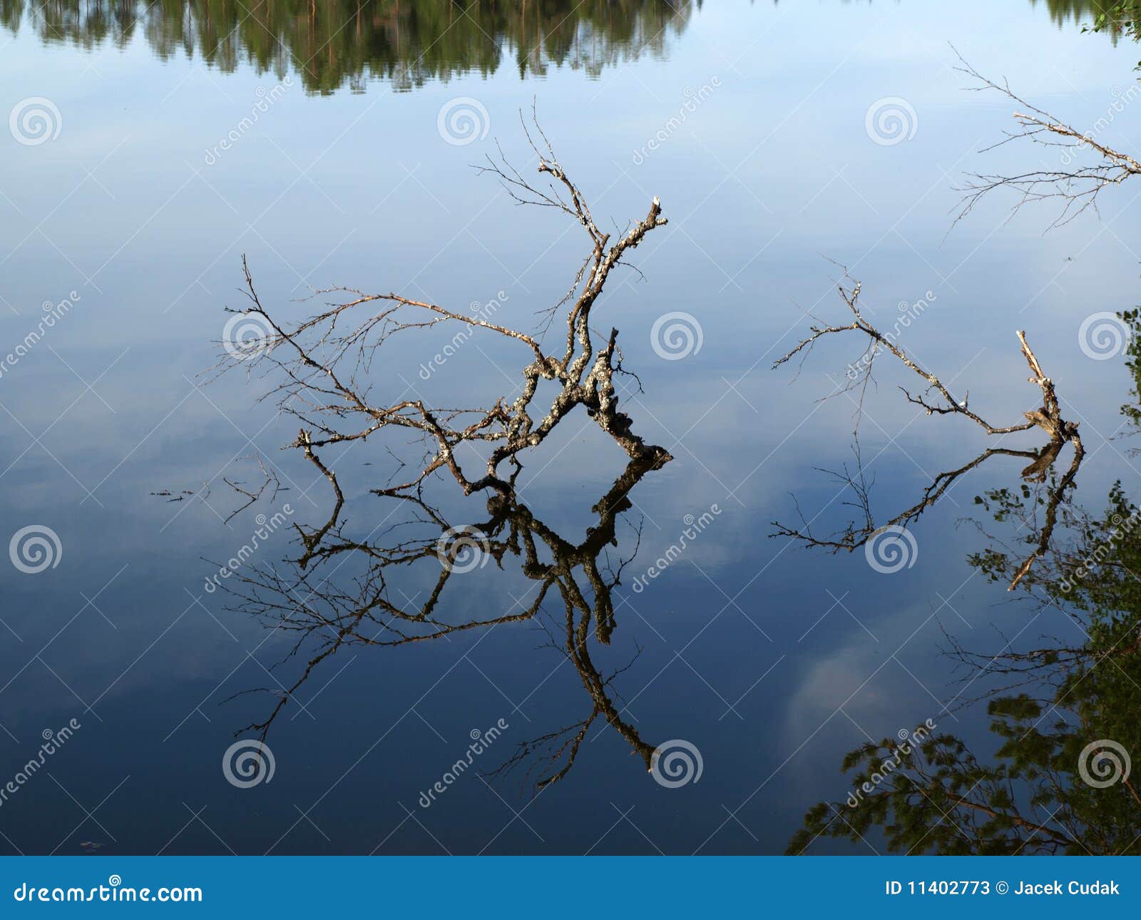 Branch in water . stock image. Image of fishing, serenity - 11402773