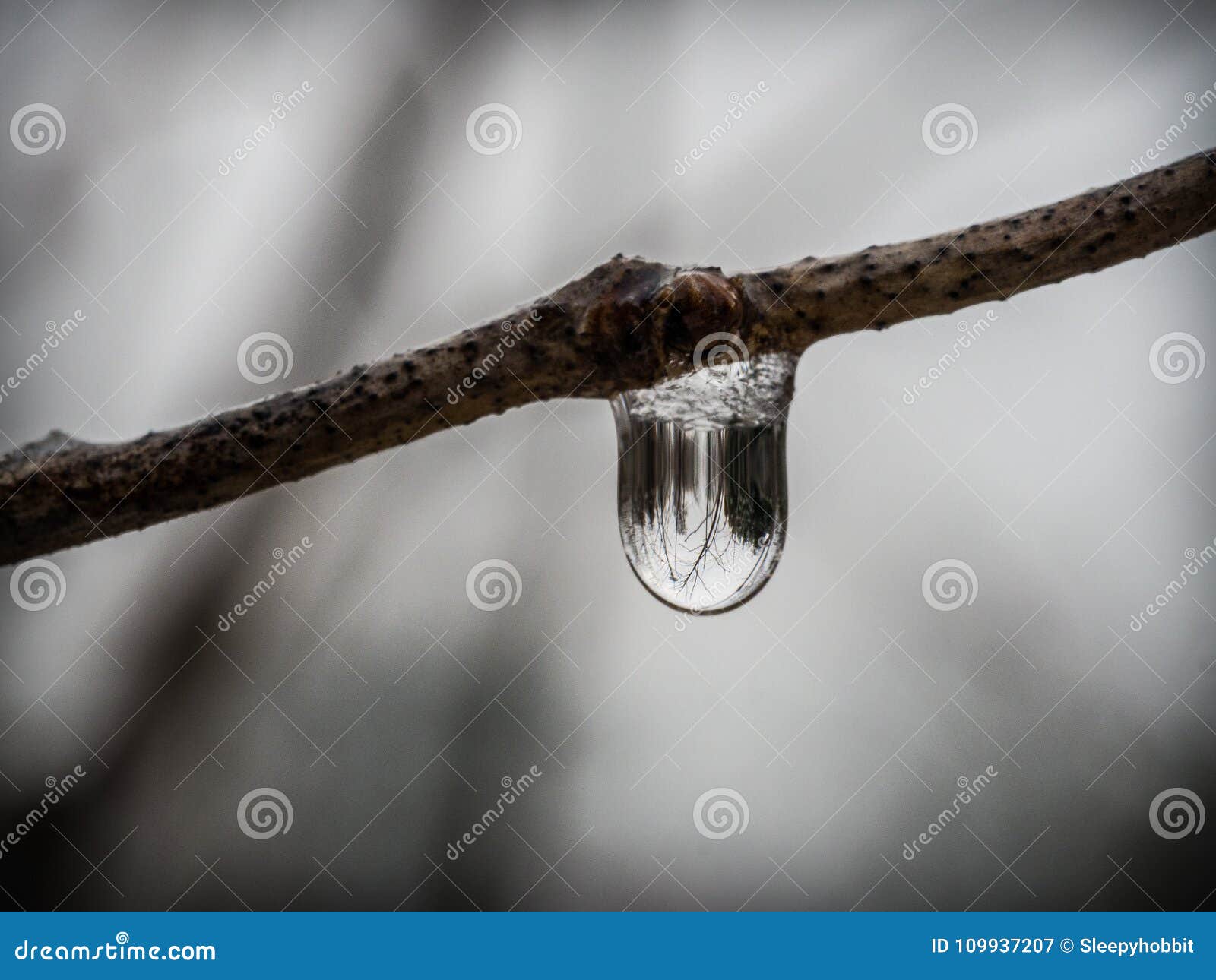 Branch with Water Drop in Winter Stock Image - Image of detail, branch ...