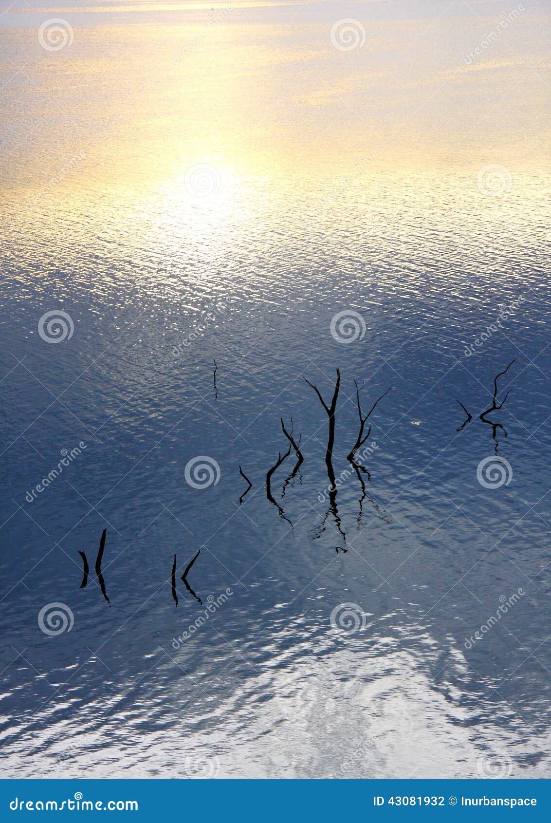 Branch in water. stock photo. Image of wave, park, brown - 43081932