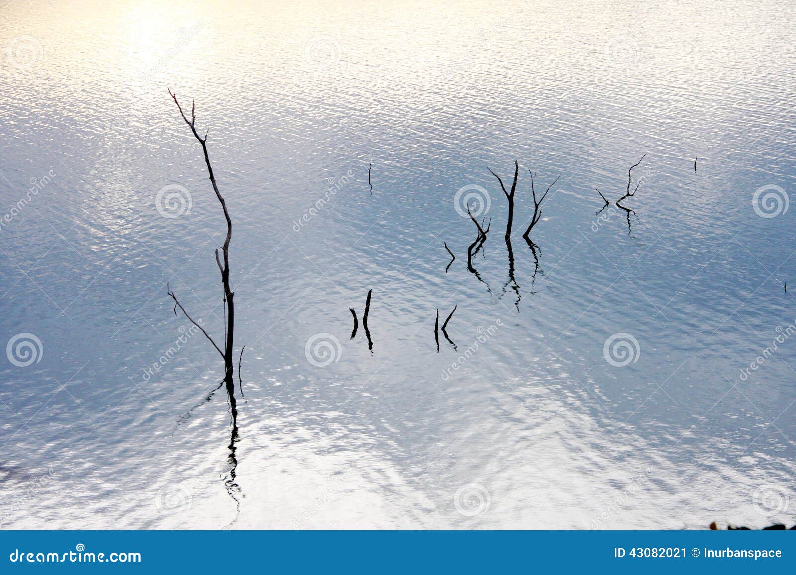 Branch in water. stock image. Image of brown, nature - 43082021