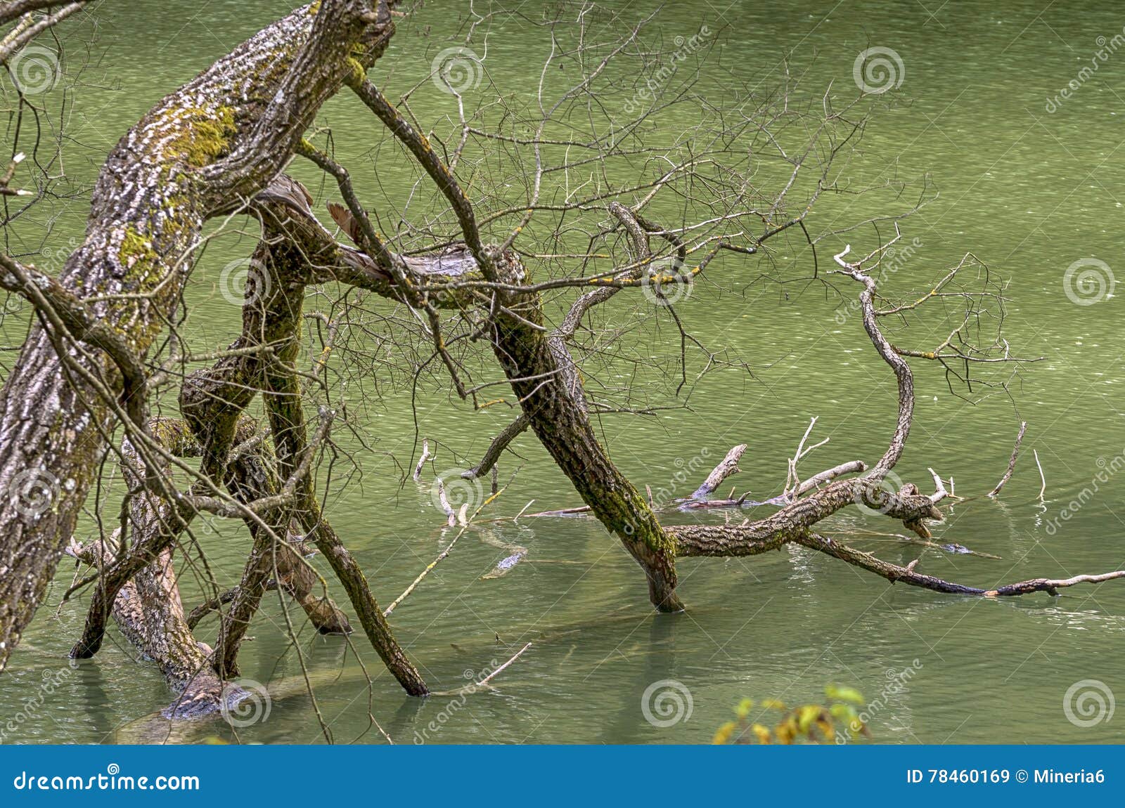 Branch in the Water stock image. Image of laying, branches - 78460169