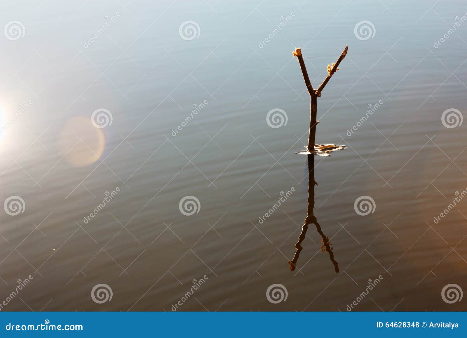 Branch in water stock photo. Image of flora, symmetry - 64628348