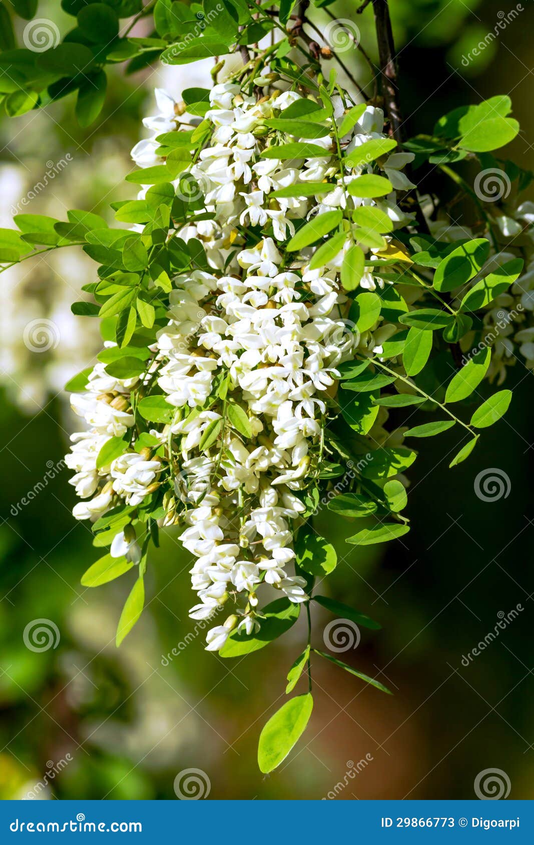 Robinia stock image. Image of vibrant, sunlight, tree - 29866773