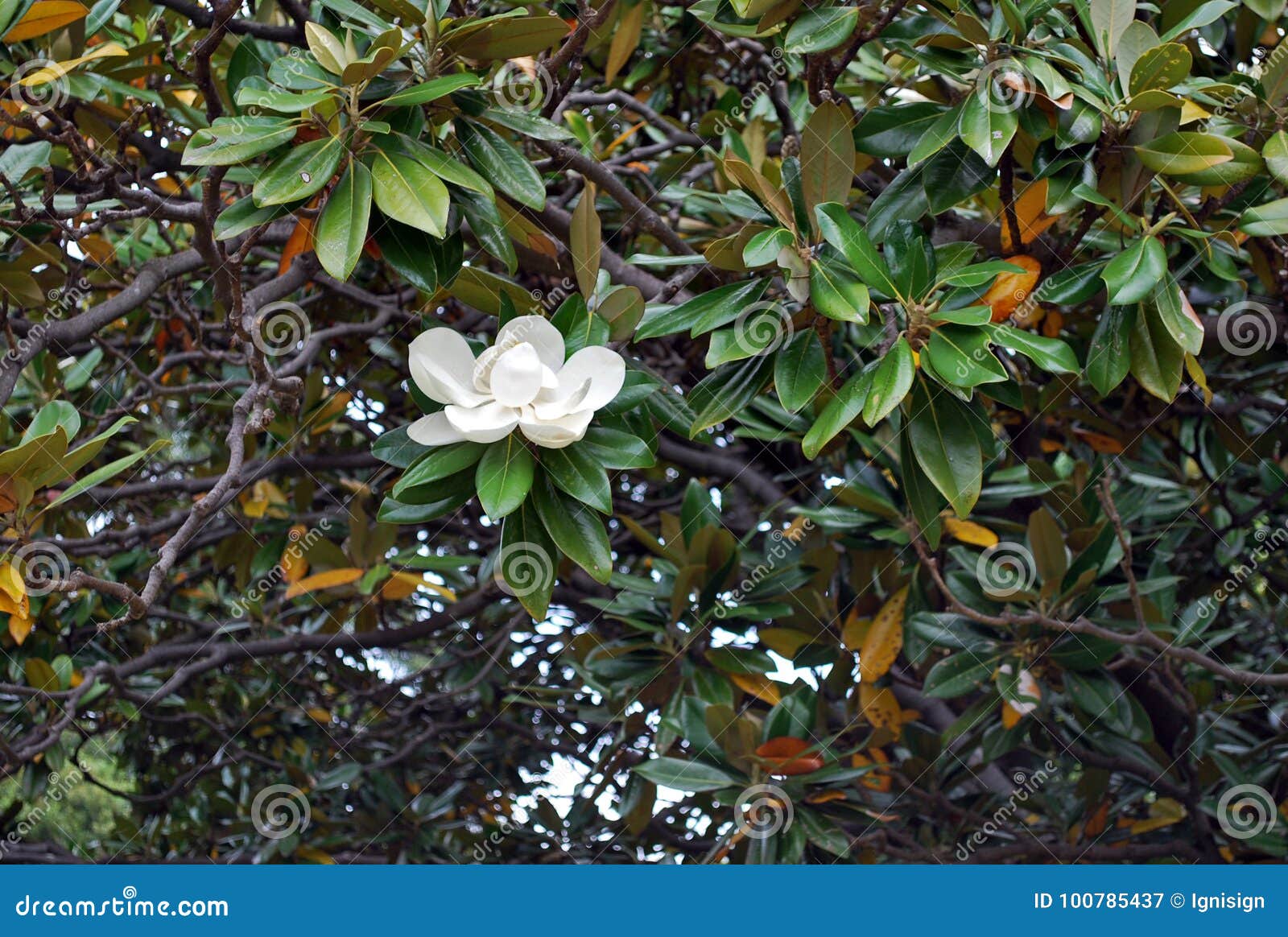 A Branch with a White Blooming Flower of Ficus Macrophylla Stock Image ...