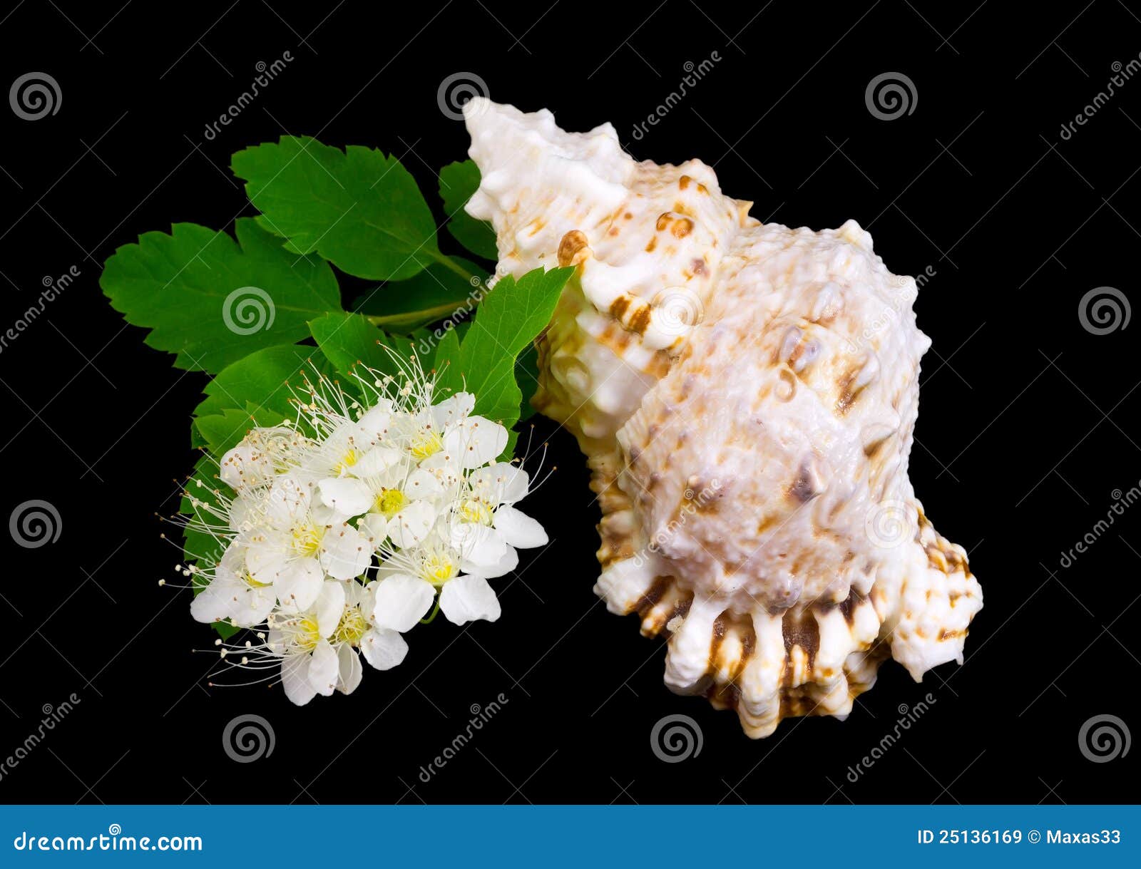 Branch of White Flowers and Sea Cockleshell. Stock Image - Image of ...