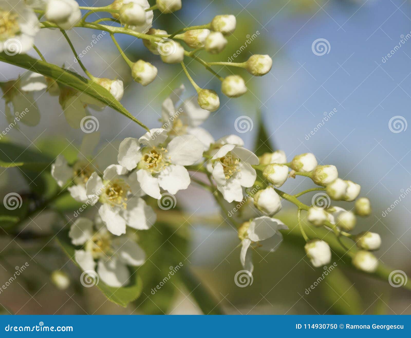 The Branch of White Flowers Stock Photo - Image of elegant, colorful ...