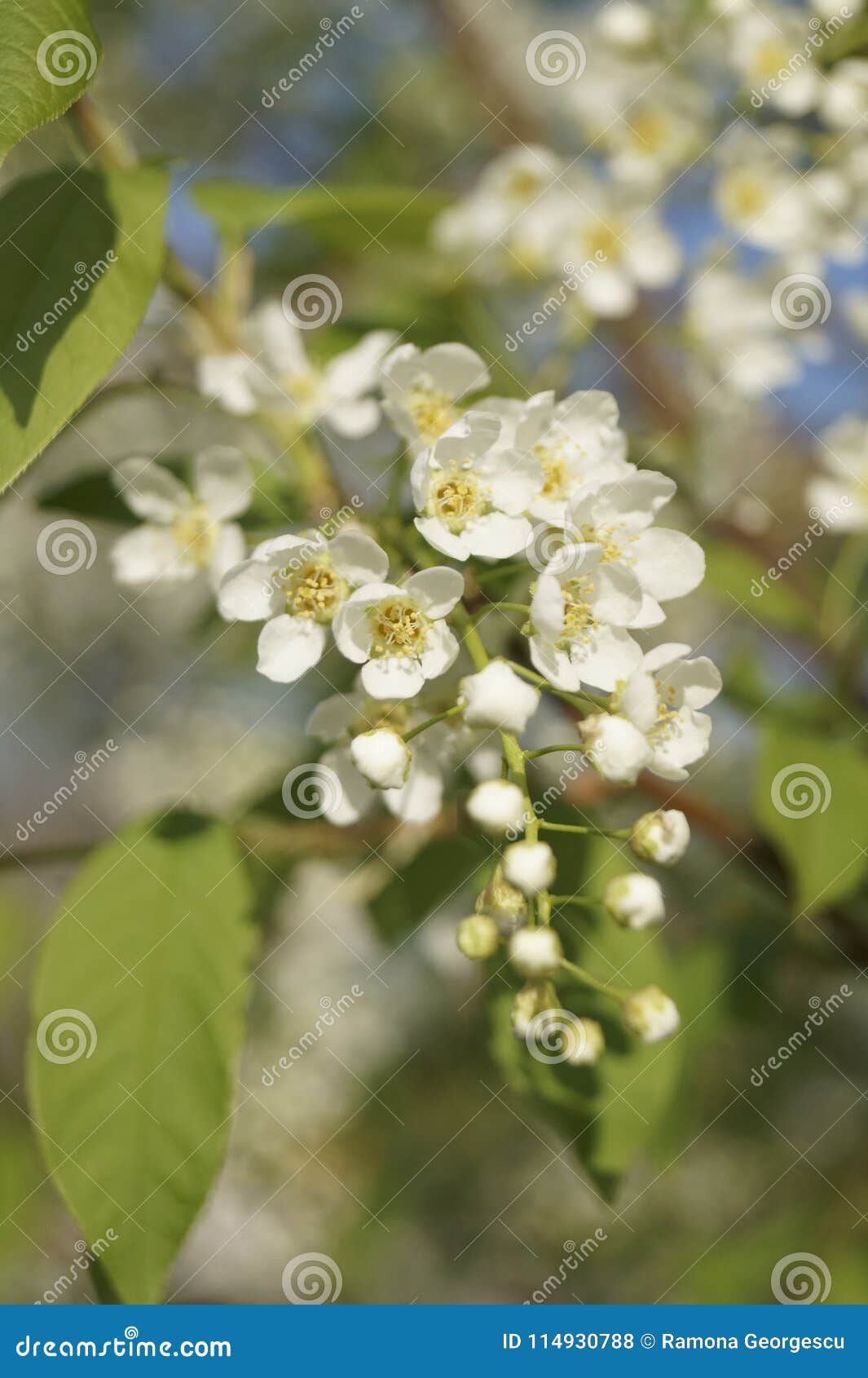 The Branch of White Flowers Stock Photo - Image of ornament, branch ...