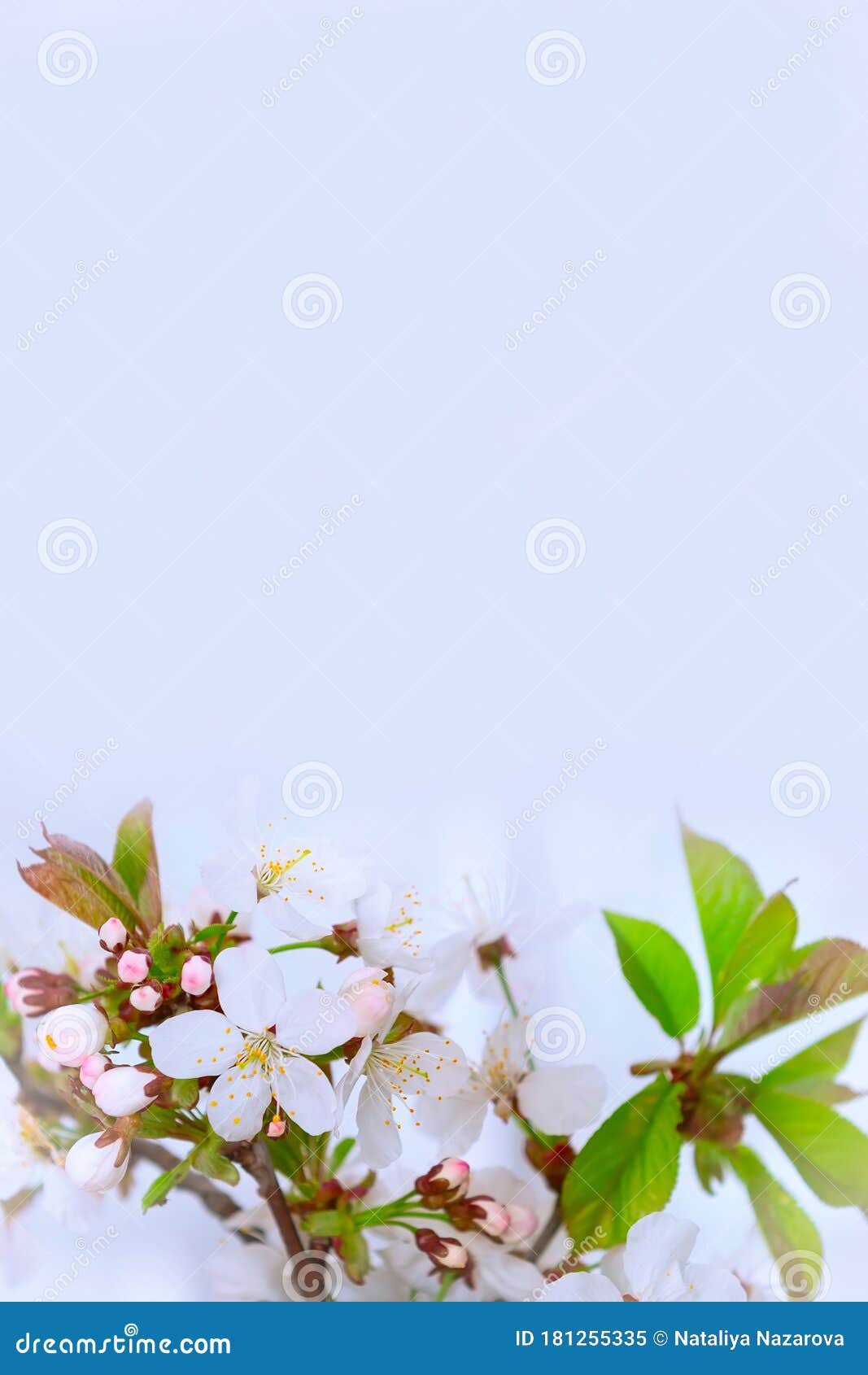 Branch with White Flowers Spring Background Stock Image - Image of ...
