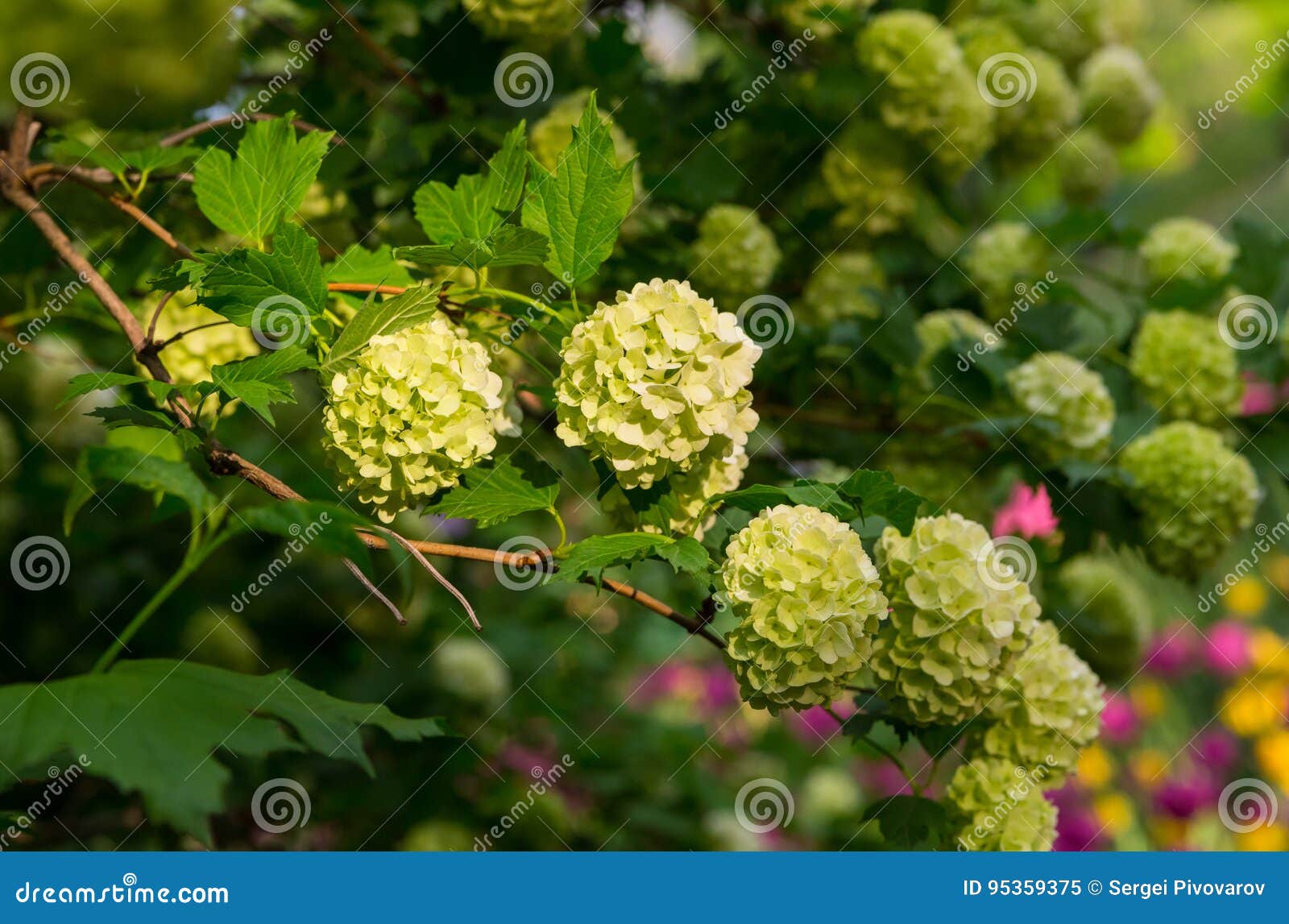 Branch of a White Hydrangea Tree Set of Bunches of Flowers Stock Image ...