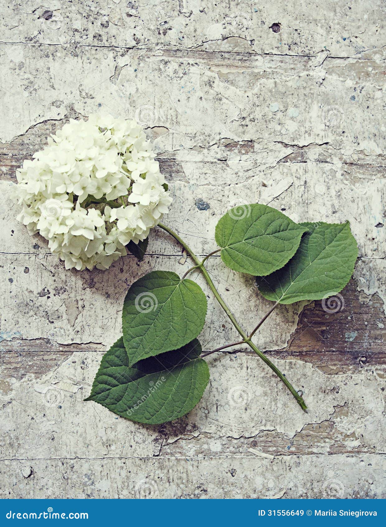 Branch of white hydrangeas stock image. Image of retro - 31556649