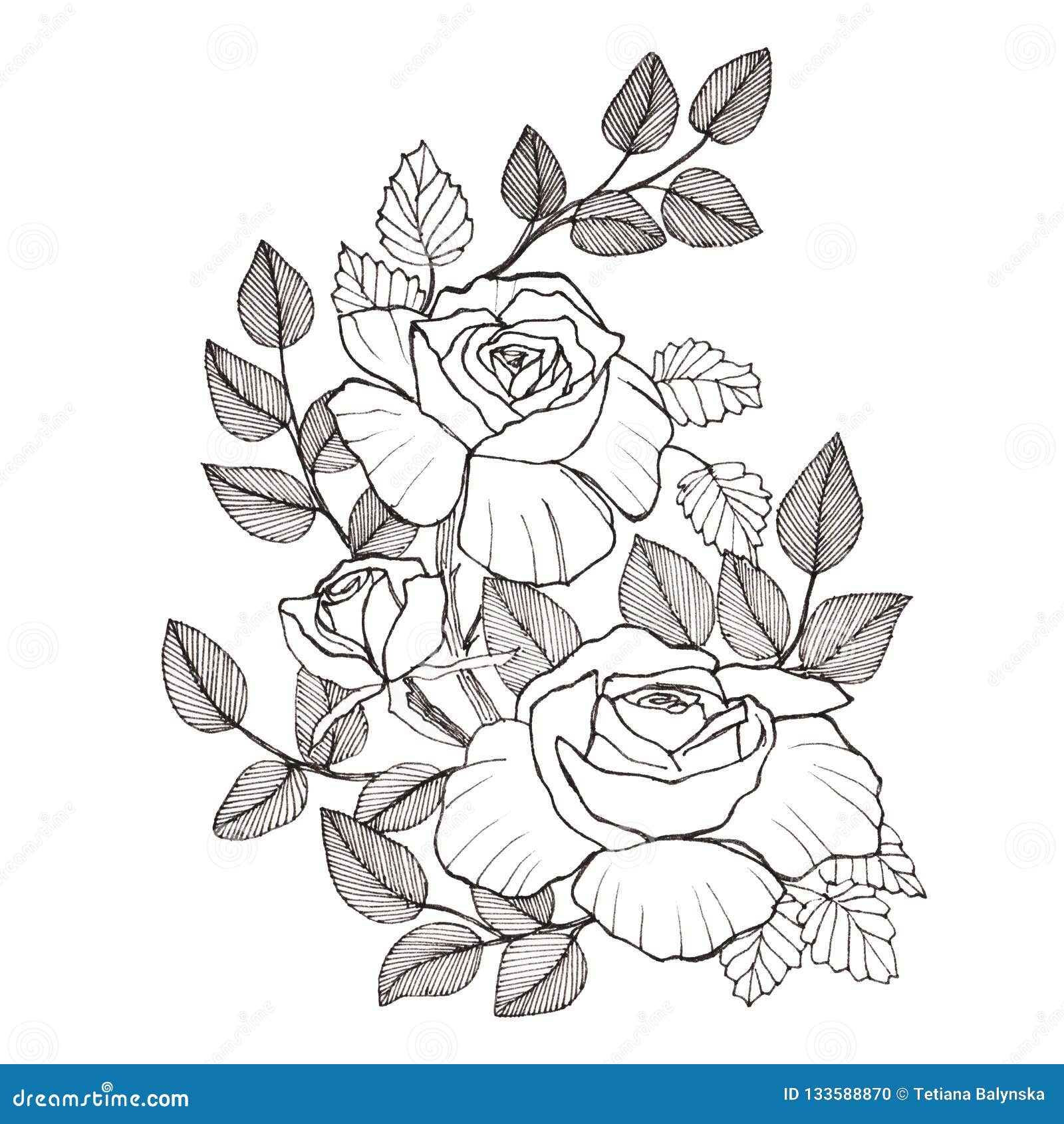 Branch of white roses stock illustration. Illustration of branch ...