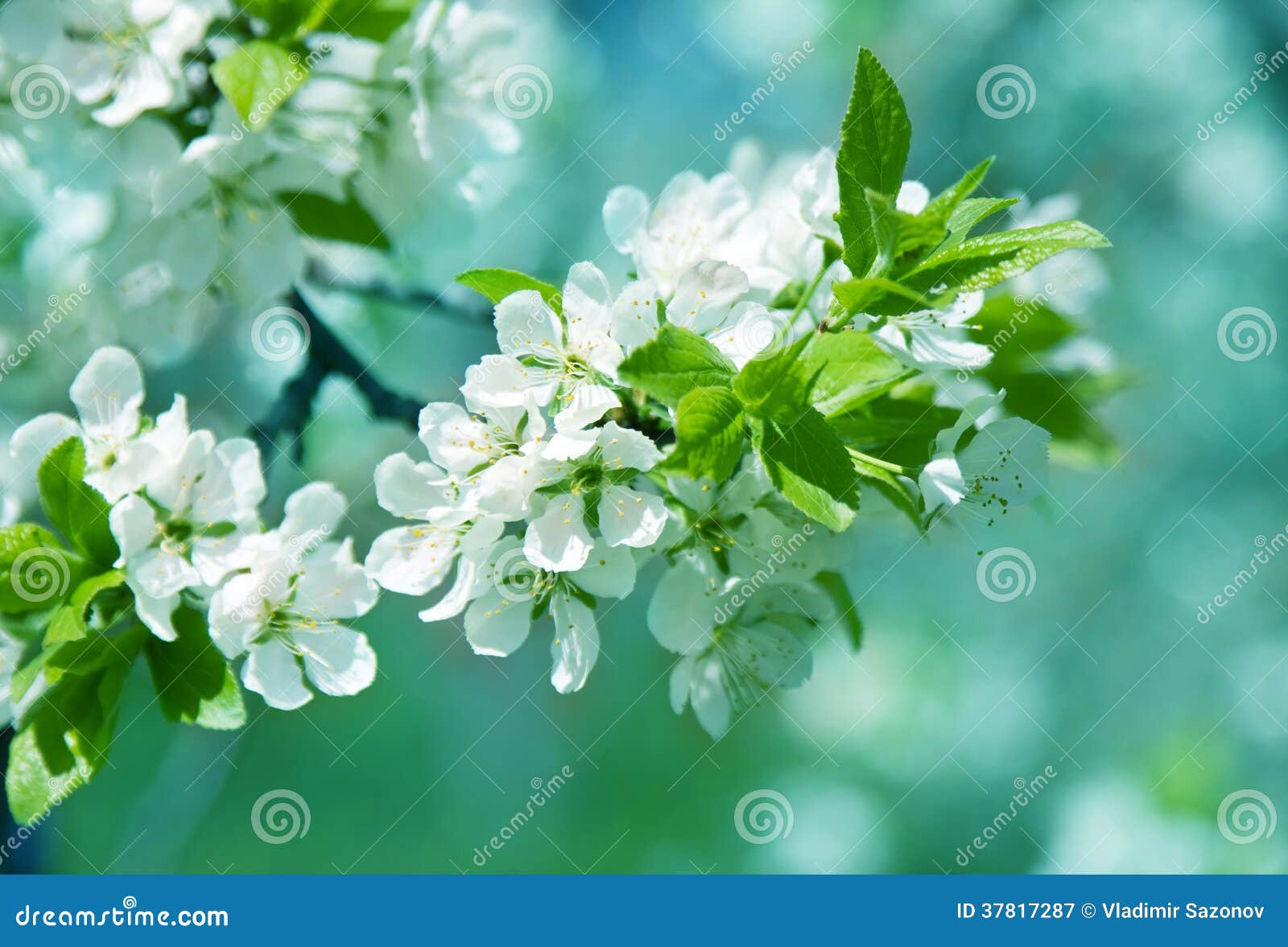 Branch of White Spring Blossom Stock Image - Image of garden ...