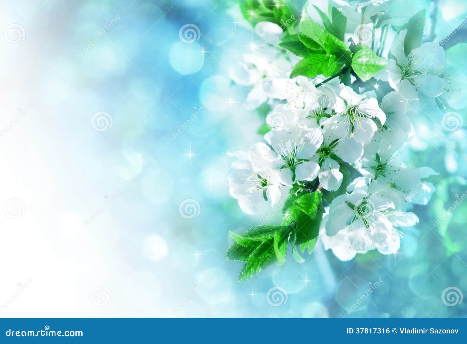 Branch of White Spring Blossom Stock Photo - Image of flowers, growth ...