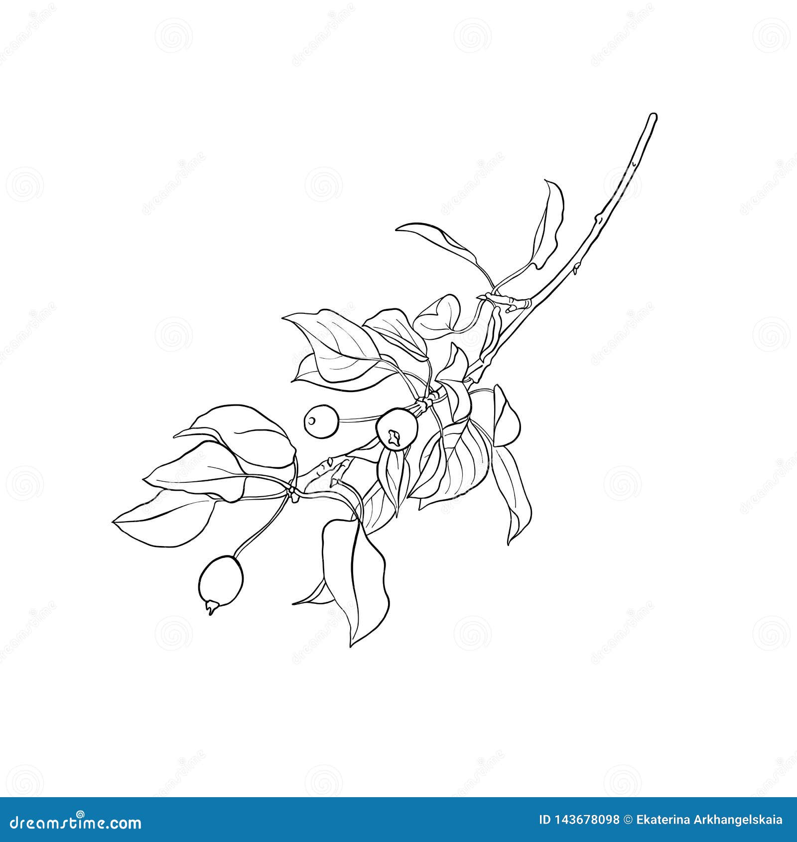 Branch of wild apple tree stock vector. Illustration of isolated ...