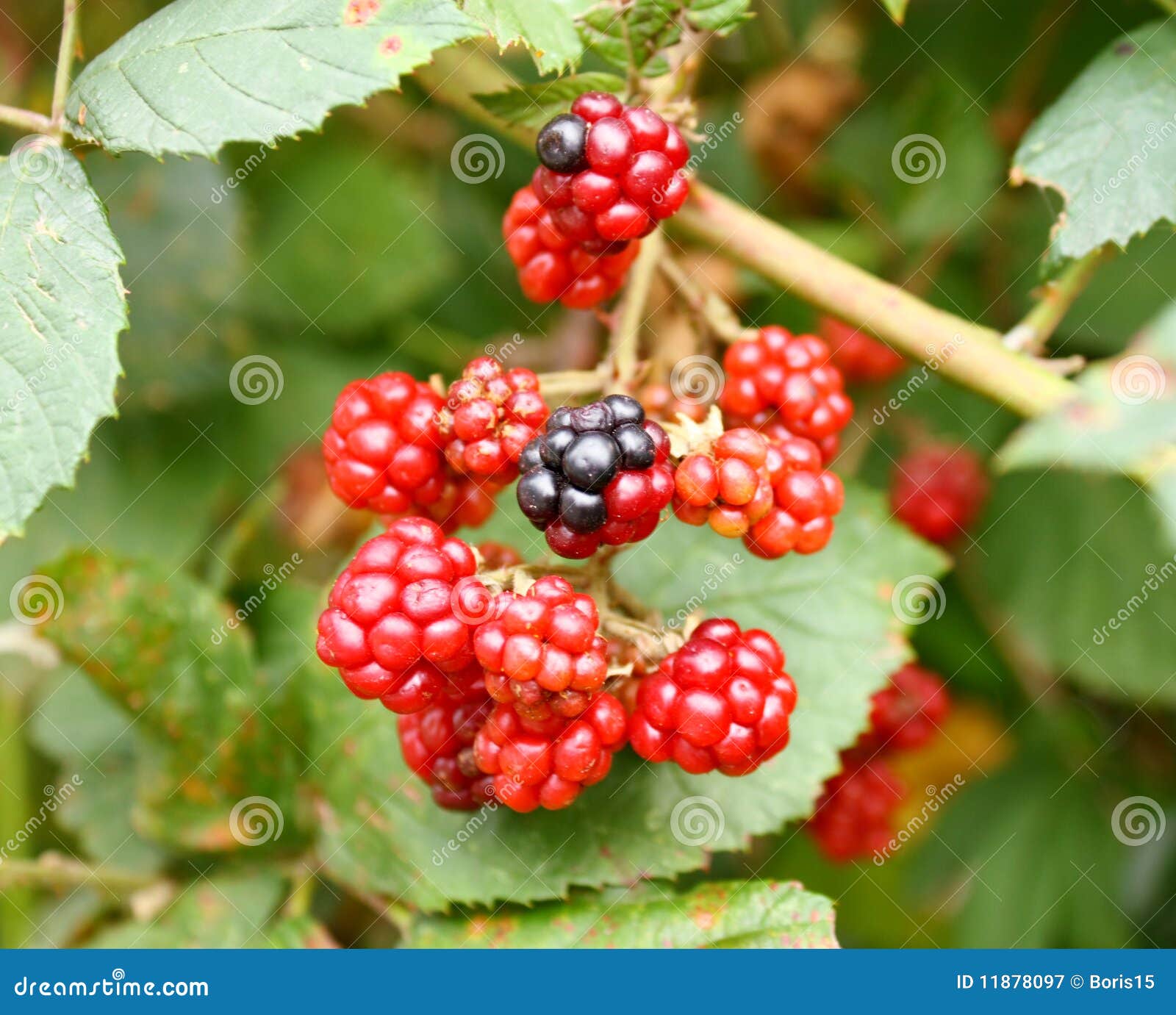 Branch of wild blackberry stock image. Image of nature - 11878097