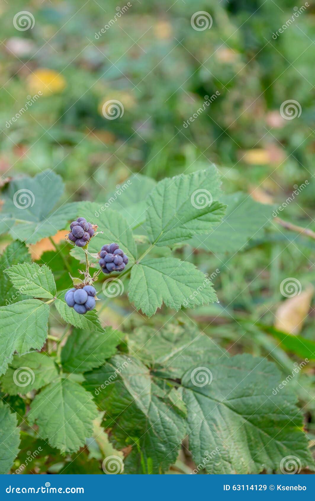 Branch of Wild Blackberry with Three Berries Stock Image - Image of ...
