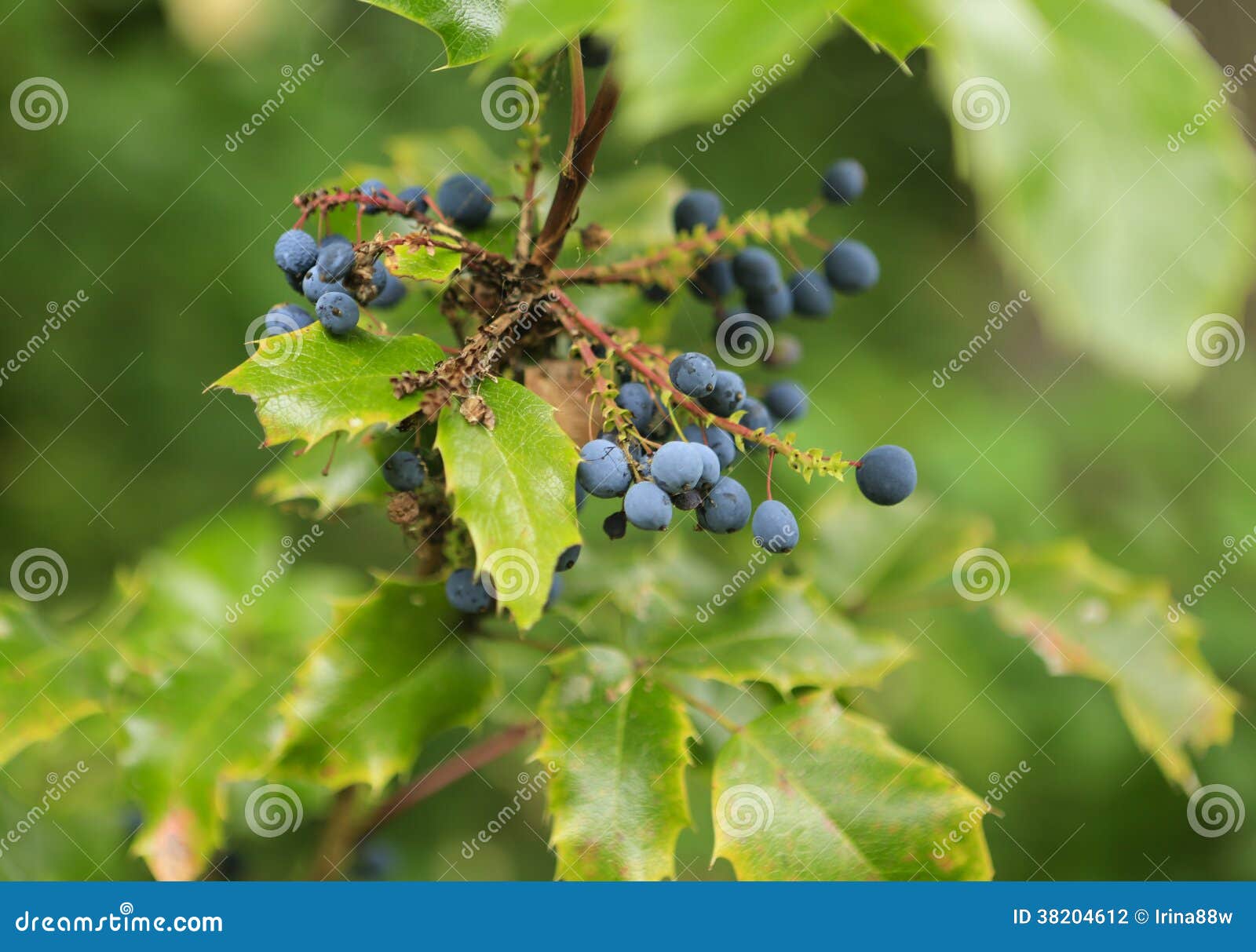A branch of wild grape stock photo. Image of grape, green - 38204612