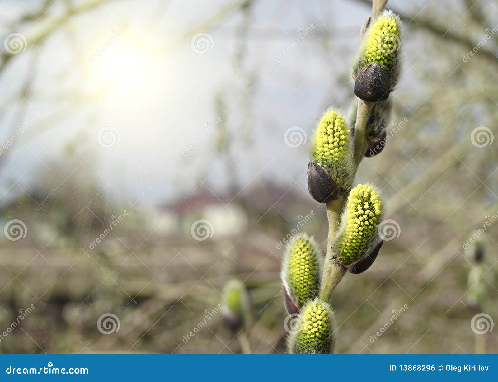 Branch of willow stock photo. Image of component, plant - 13868296